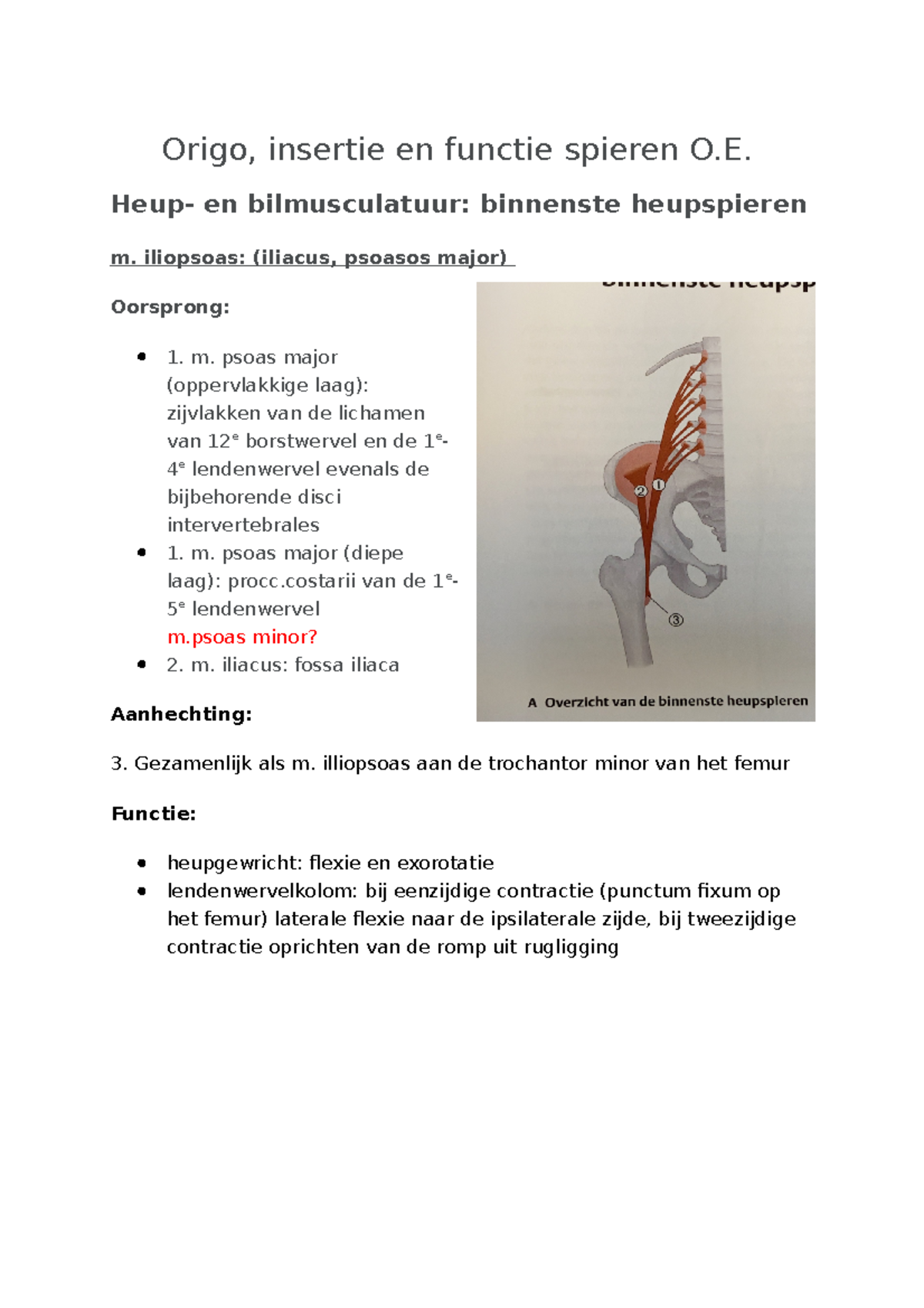 Origo, Insertie & Functie van Heup- en Bilspieren O.E. - Studeersnel