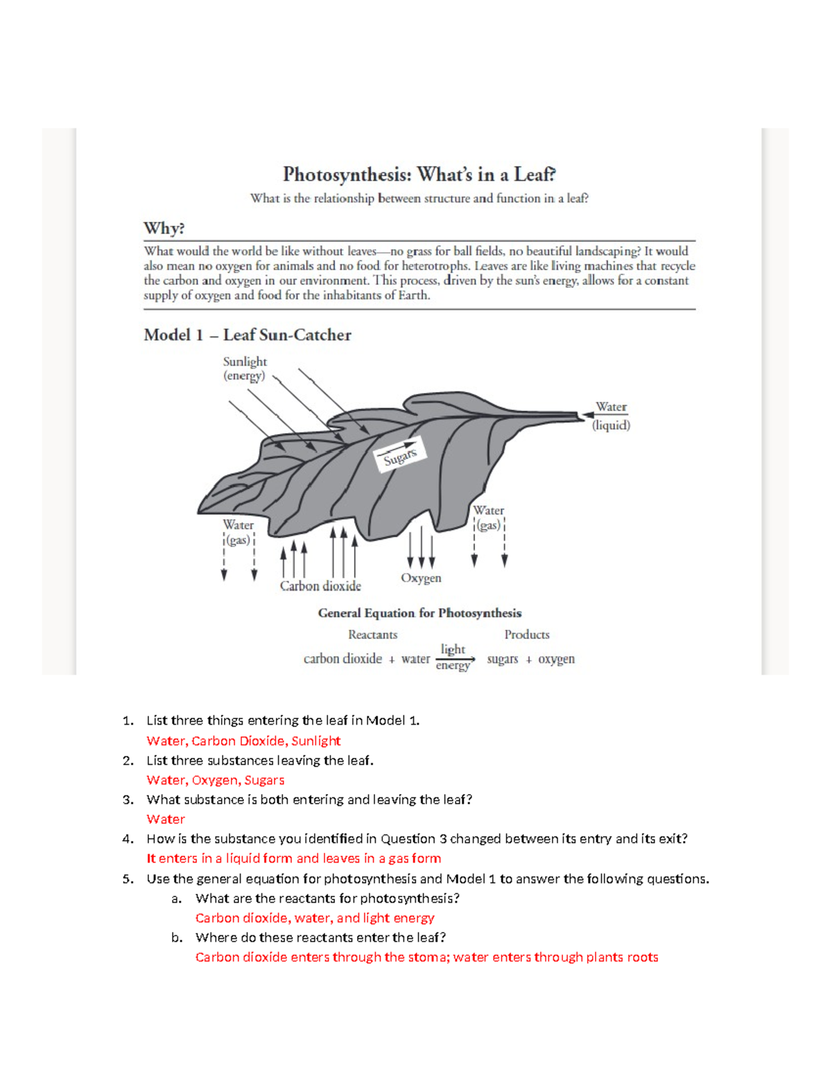 BIO-What is a Leaf Worksheet - List three things entering the leaf in ...