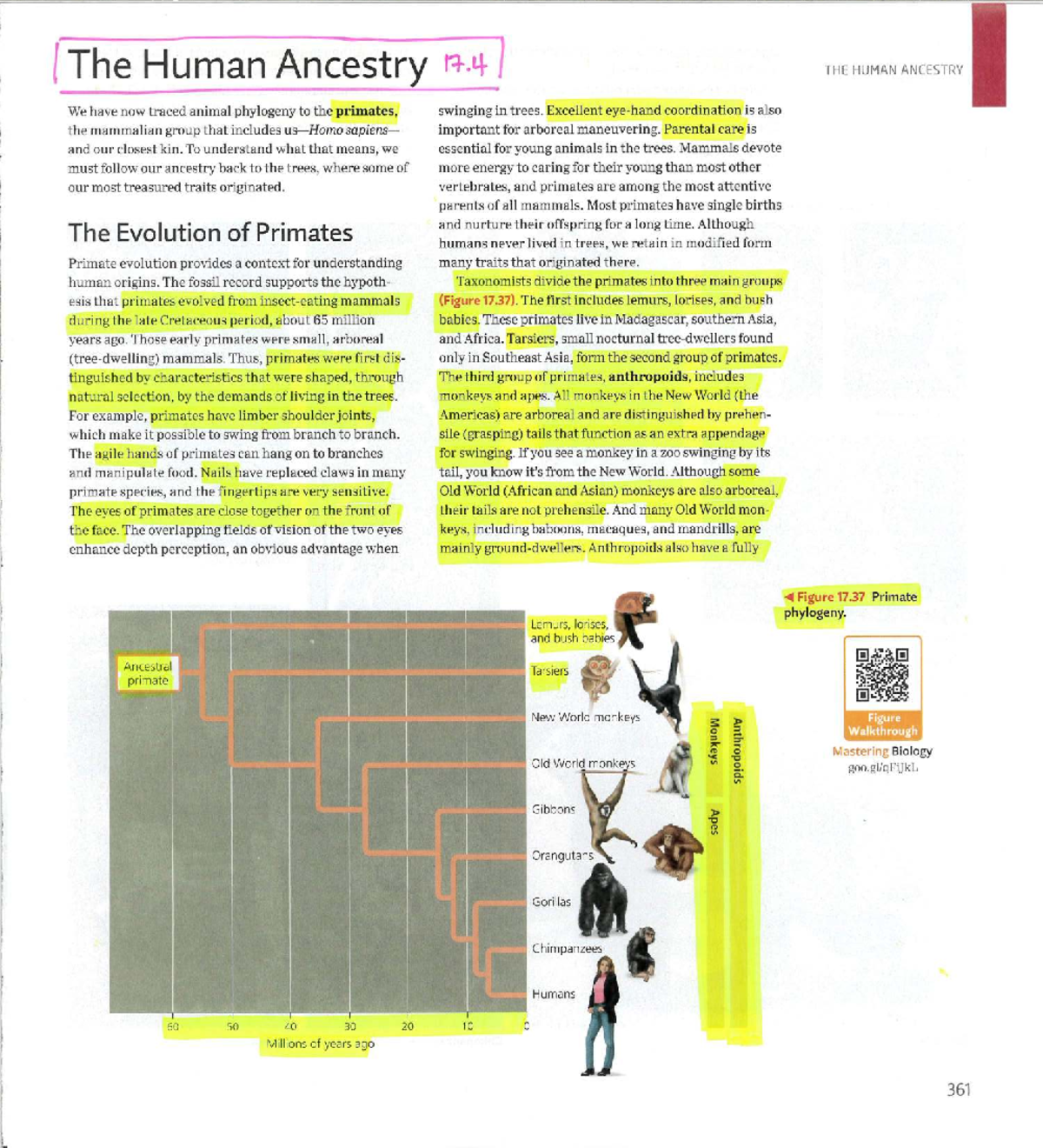 Final Exam Review Notes for Course XYZ101: Human Ancestry and Primates ...