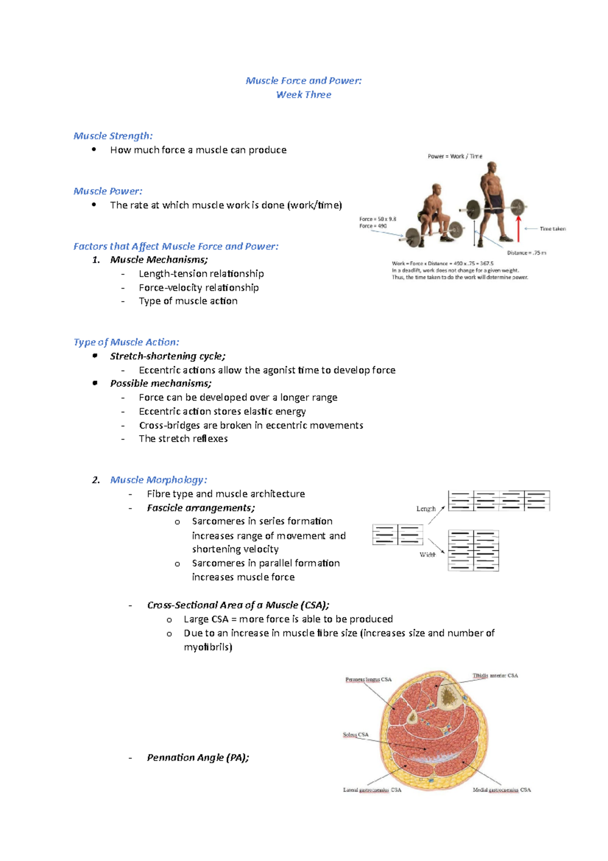 Muscle Force and Power - Muscle Mechanisms; - Length-tension ...