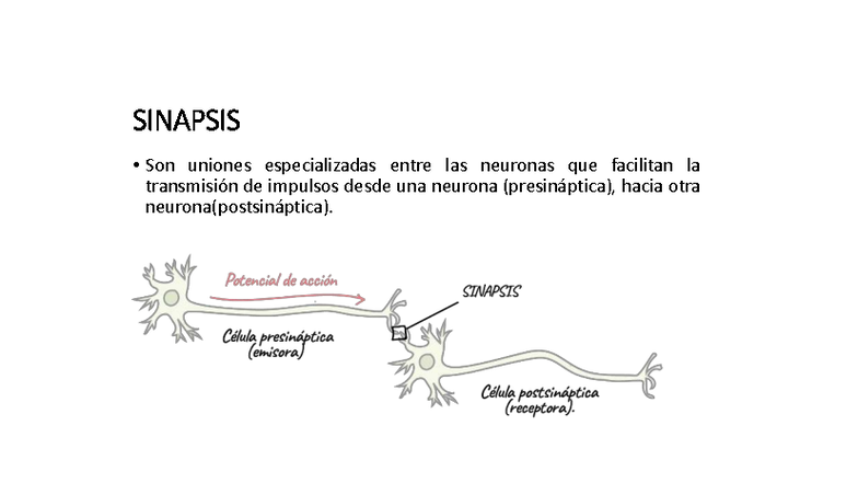 Neuro 2P - resumen - SINAPSIS • Son uniones especializadas entre las ...