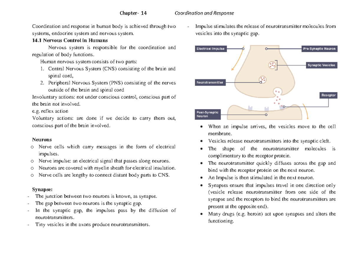 Chapter 14 - Coordination and response in human body is achieved ...