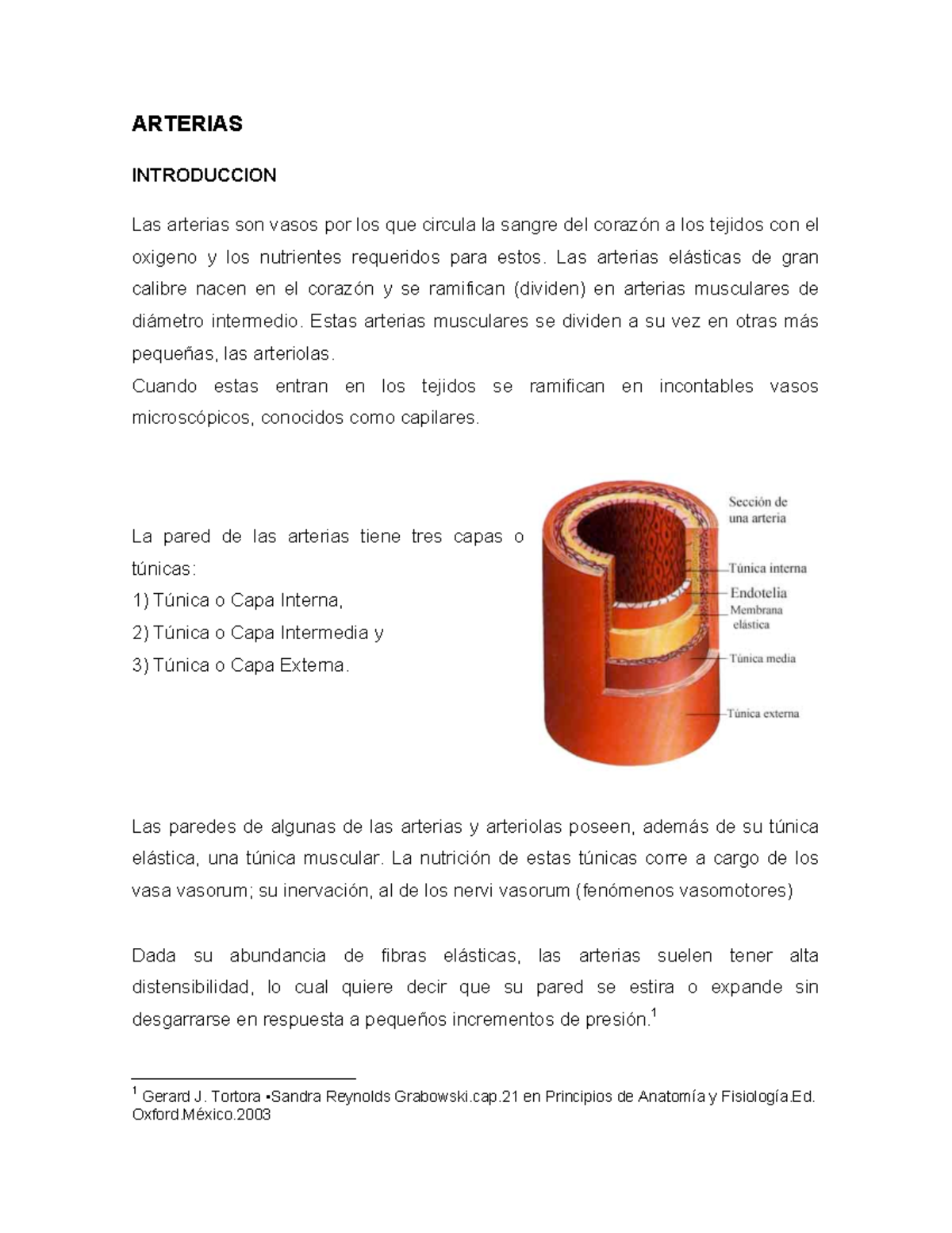 Sistema Arterial: Estructura y Funciones de las Arterias en Anatomía ...