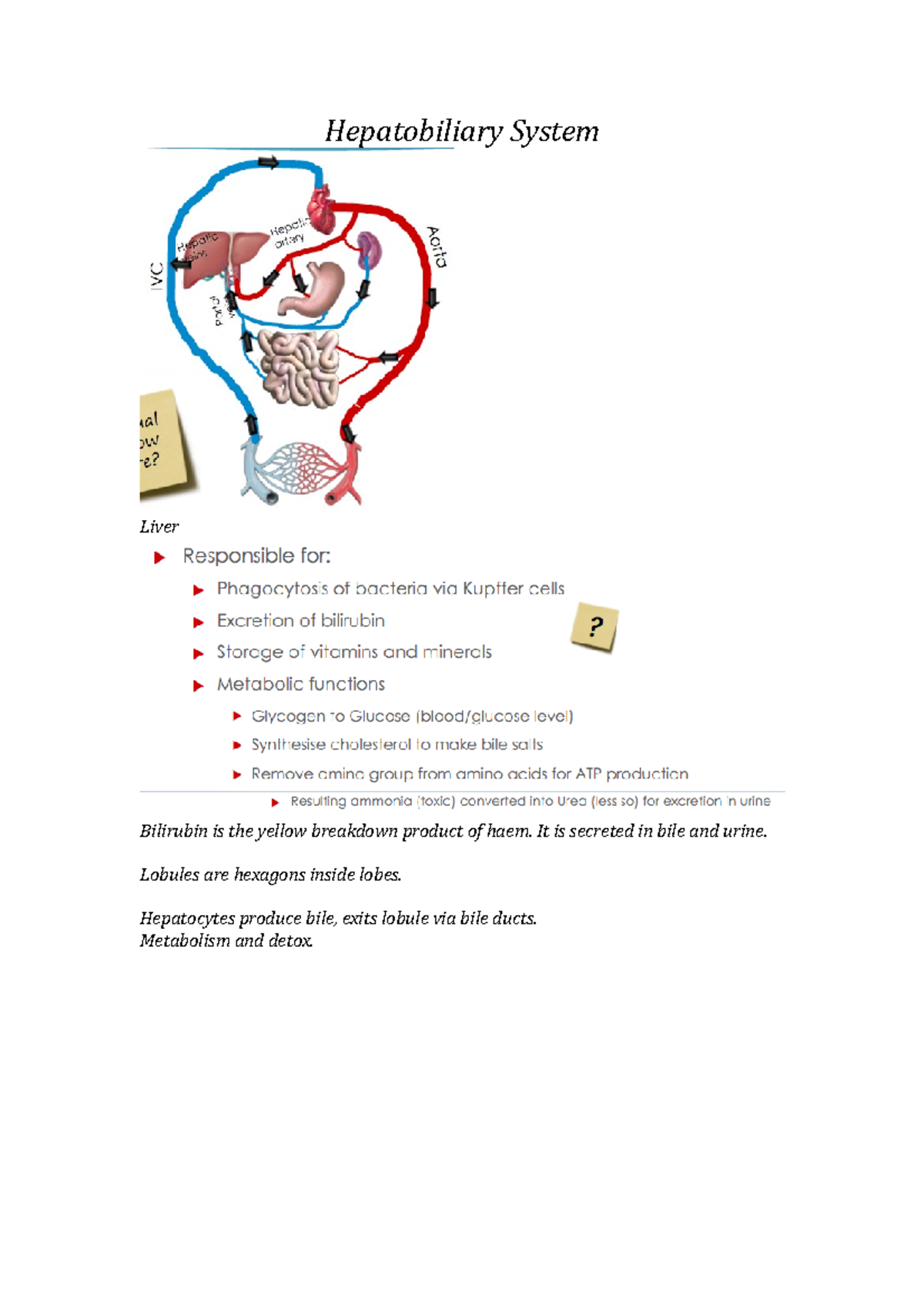 Hepatobiliary System - Lecture notes Semester 2 First Year ...