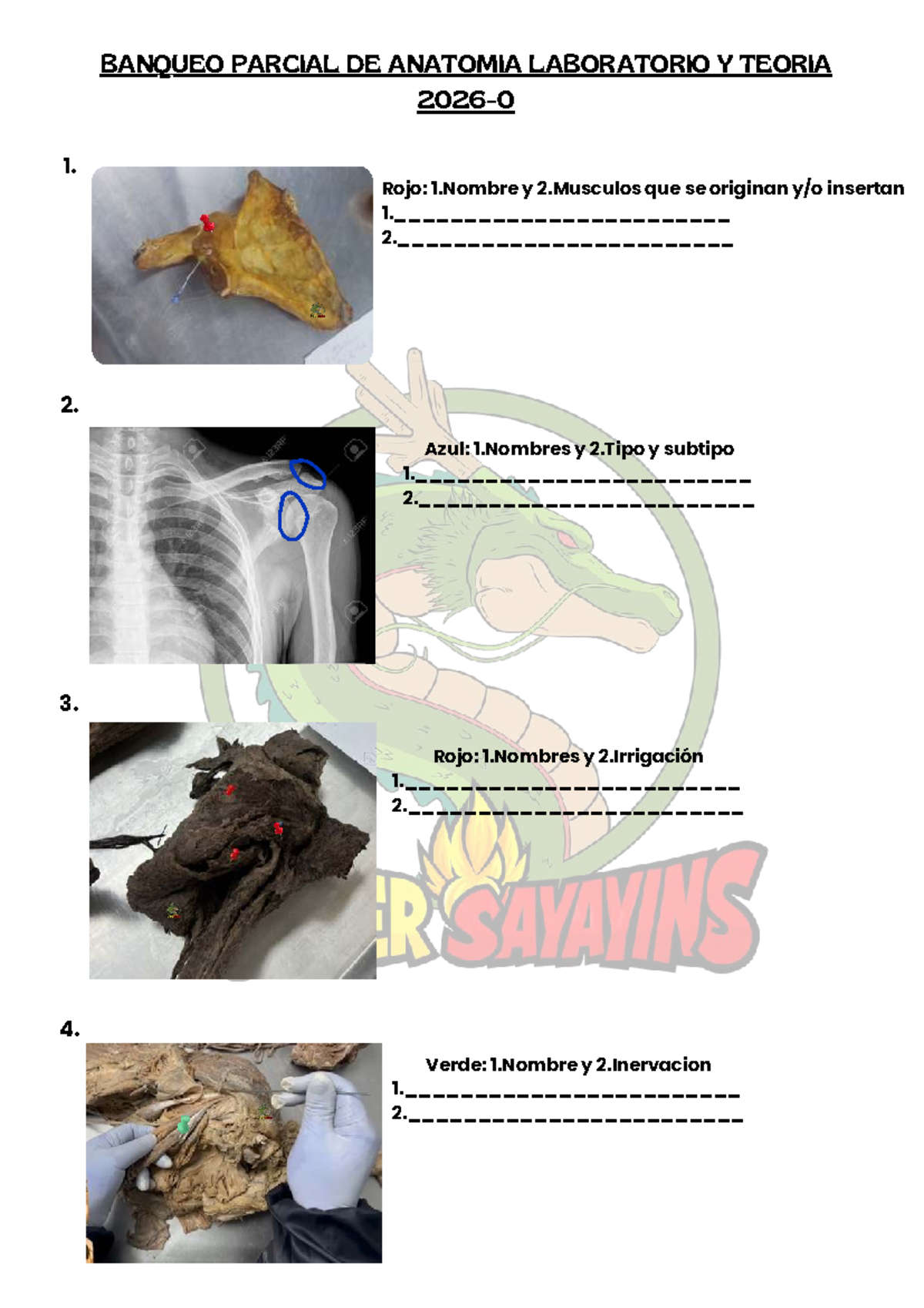 BANQUEO PARCIAL DE ANATOMÍA: LABORATORIO Y TEORÍA 1 - Studocu