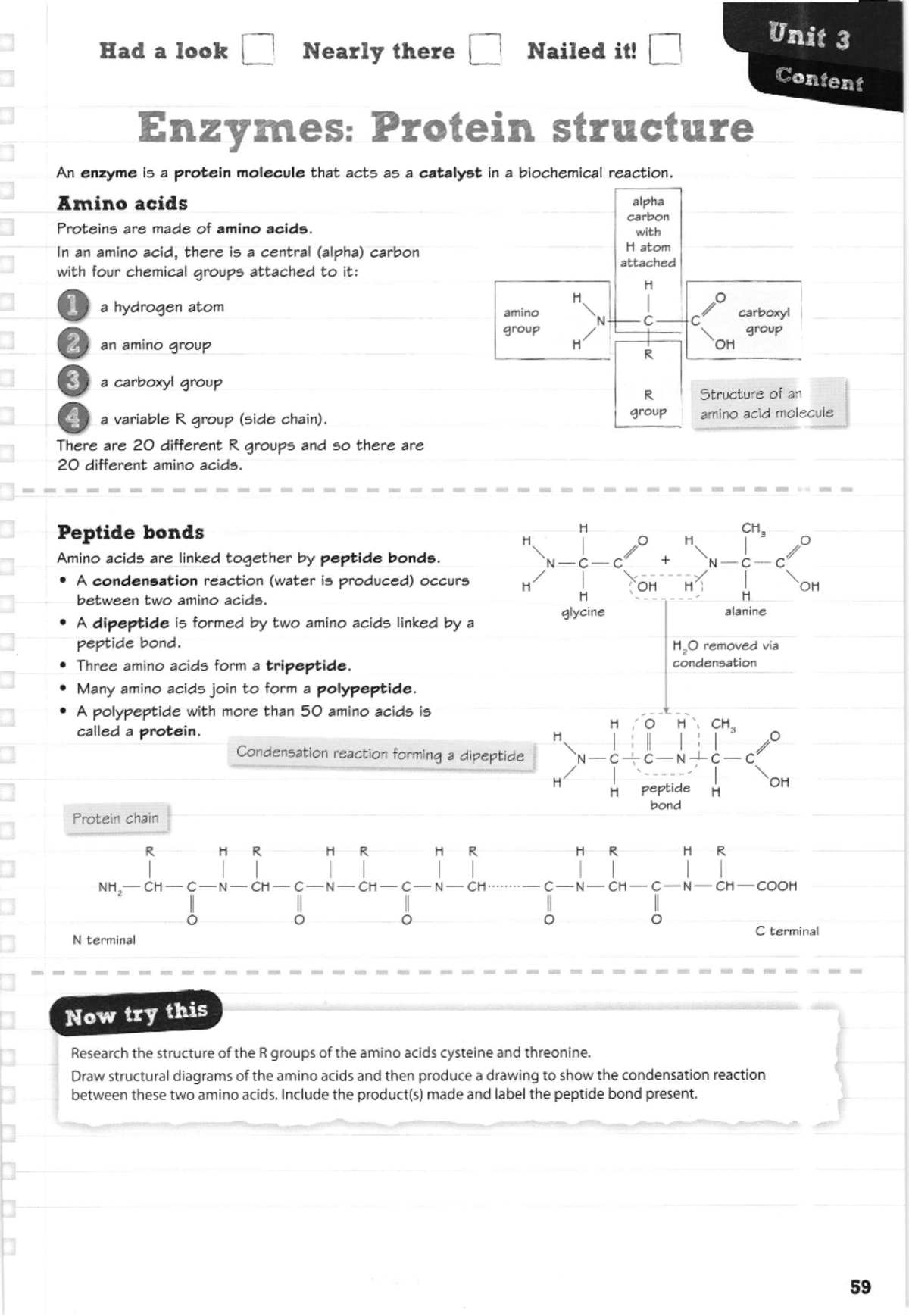 Enzymes: Structure, Function, and Factors Affecting Activity (Bio100 ...