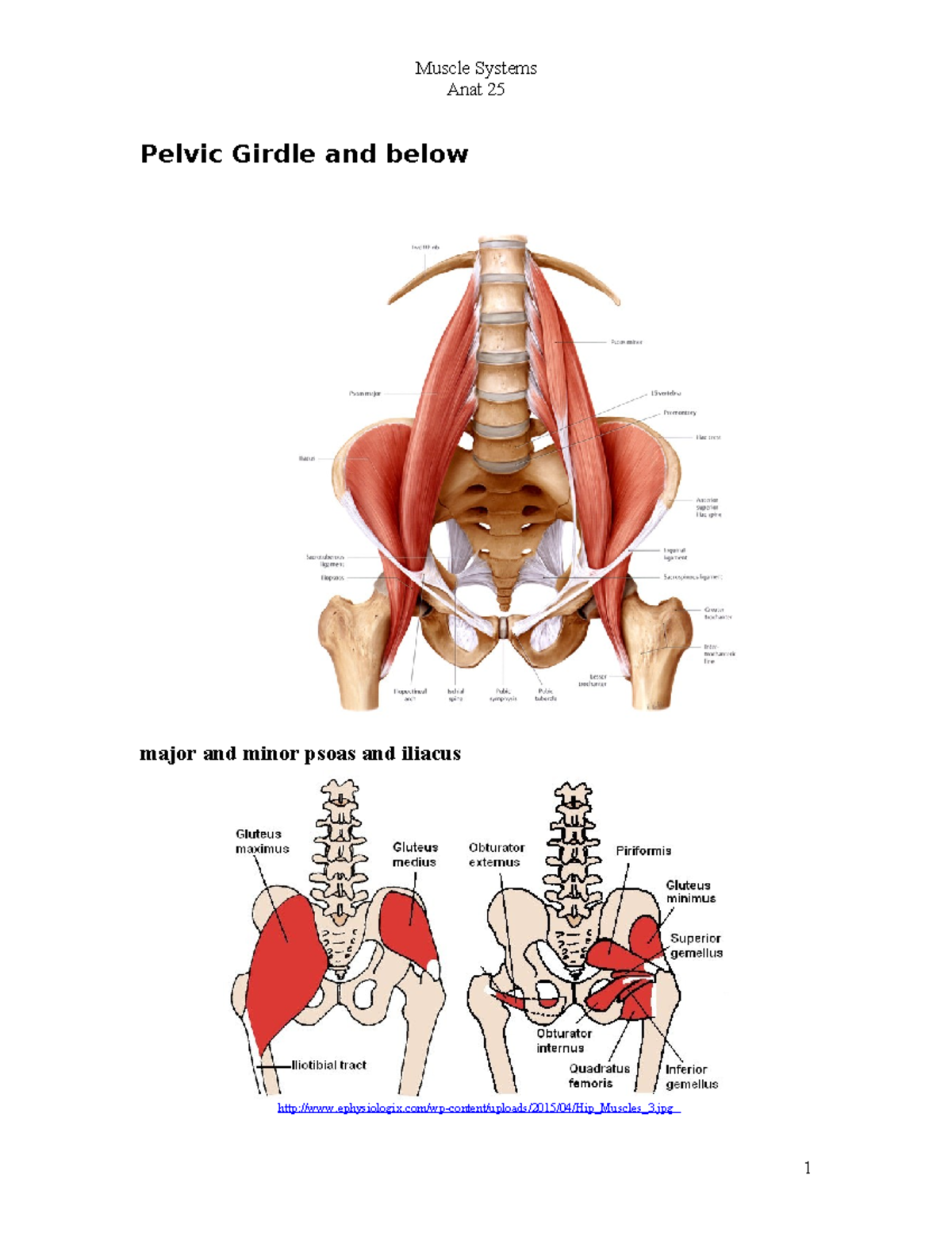 Pelvic Girdle and Below - ANAT 25 - Anat 25 Pelvic Girdle and below ...