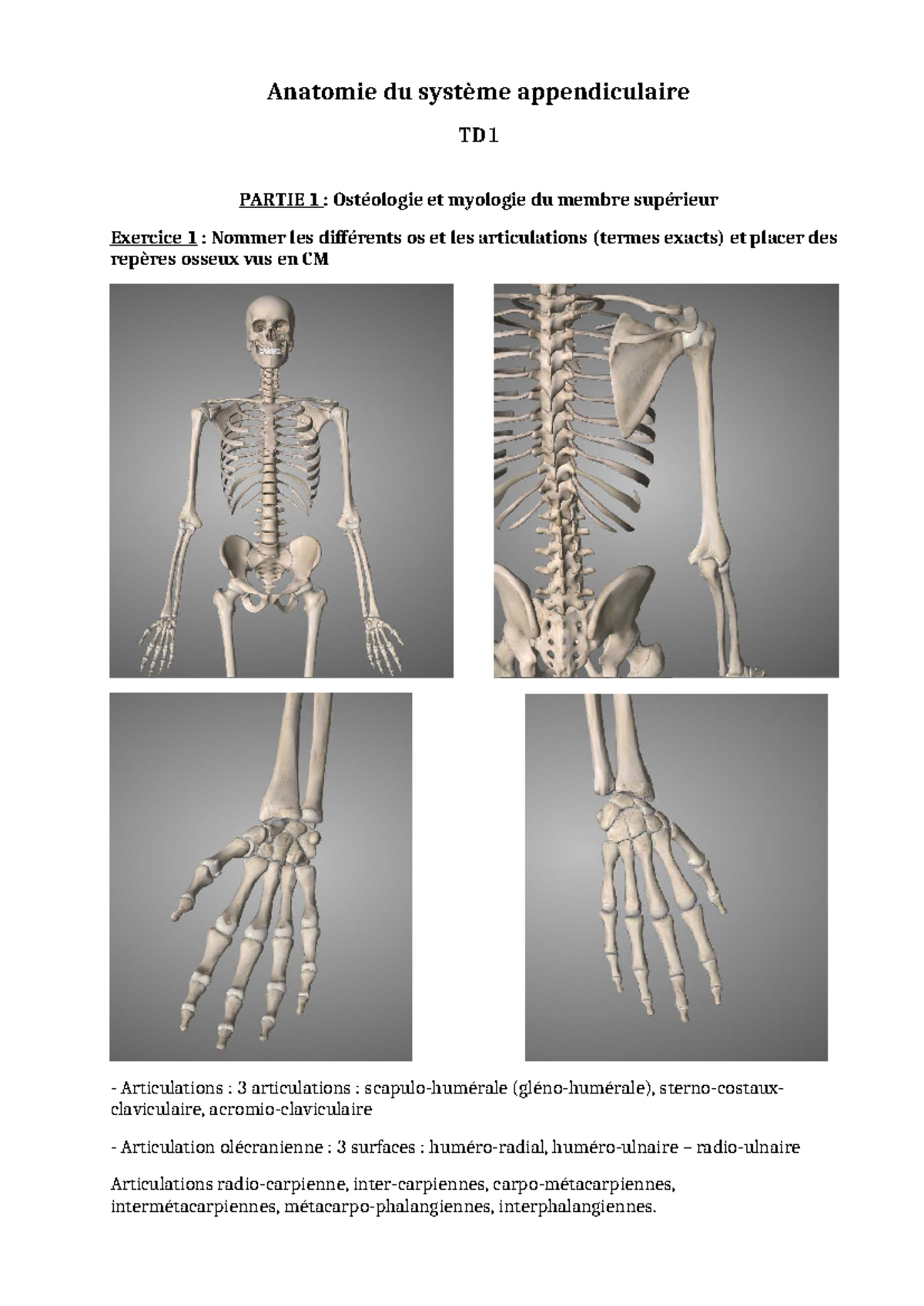 TD1 - Anatomie du Système Appendiculaire : Ostéologie et Myologie - Studocu