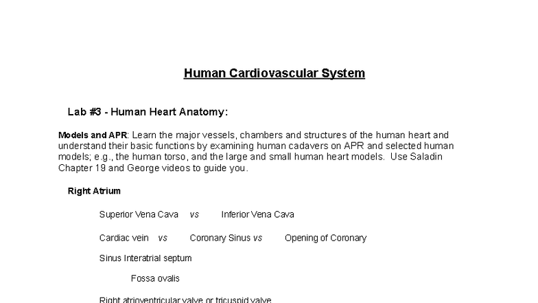 AP 2 Lab 3 - Human Heart Anatomy & Blood Flow Overview - Studocu