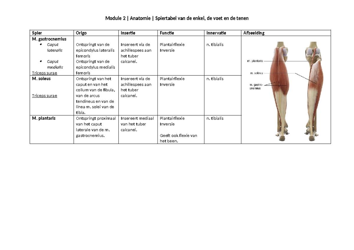 Spier Anatomie van Enkel, Voet en Tenen: Overzicht en Functies ...