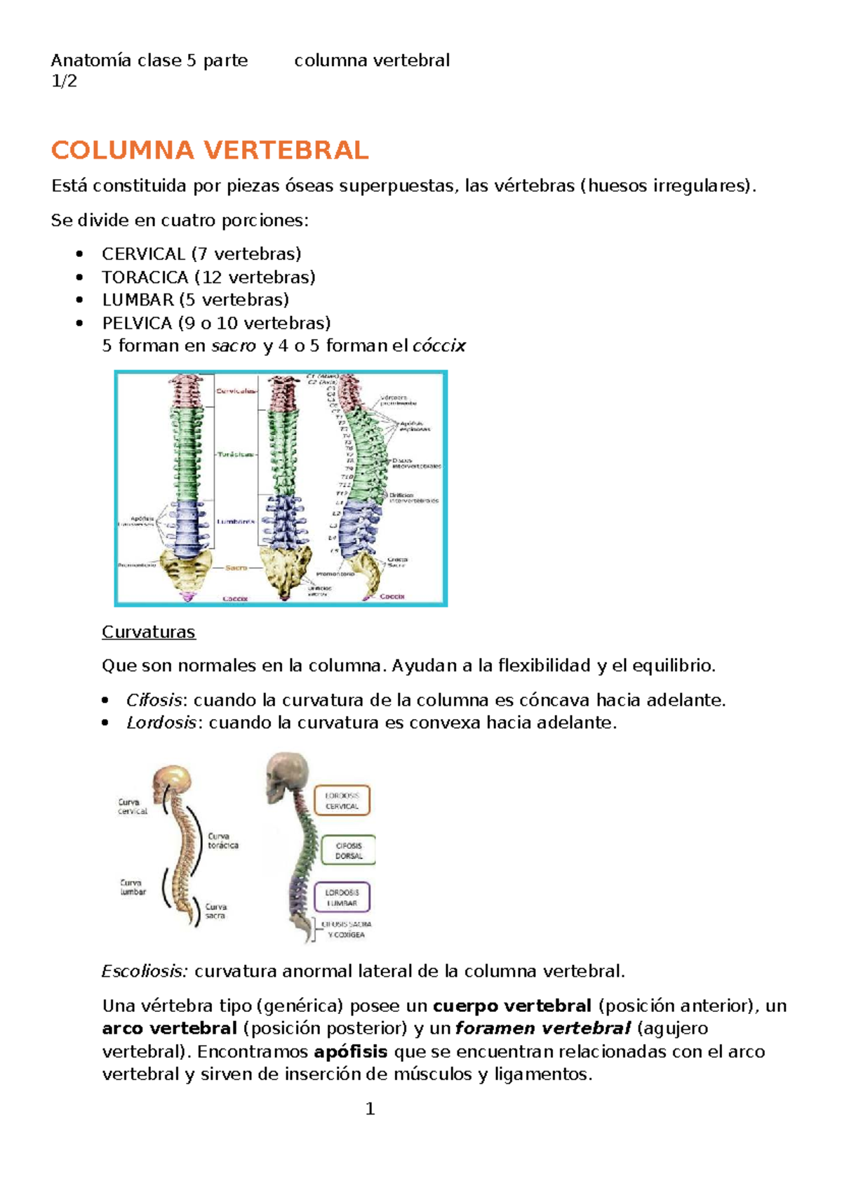 Anatomía Clase 5: Columna Vertebral y sus Estructuras - Studocu