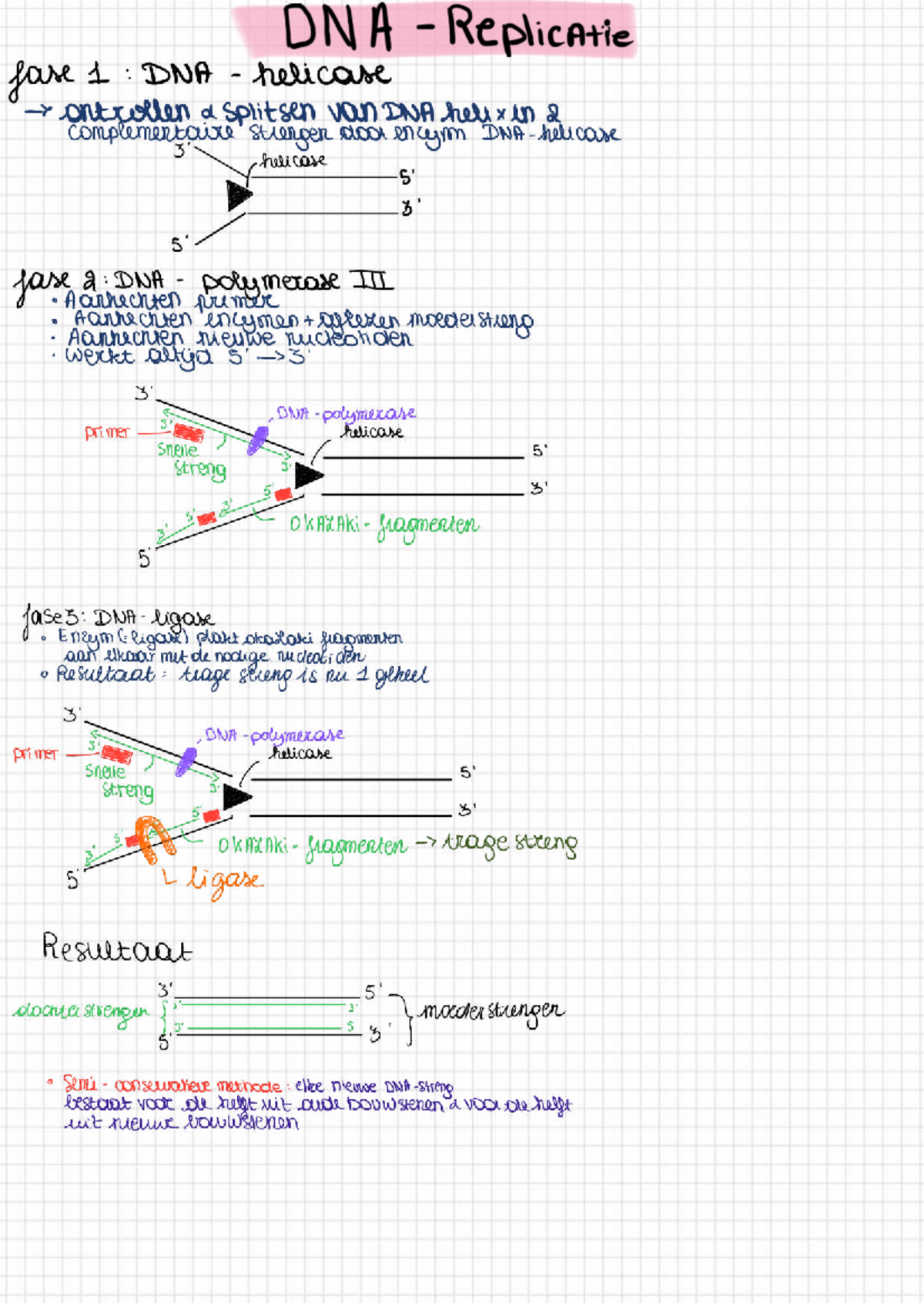 DNA Replicatie Fase 1: Volledige Uitleg van Helicase en Polymerase ...
