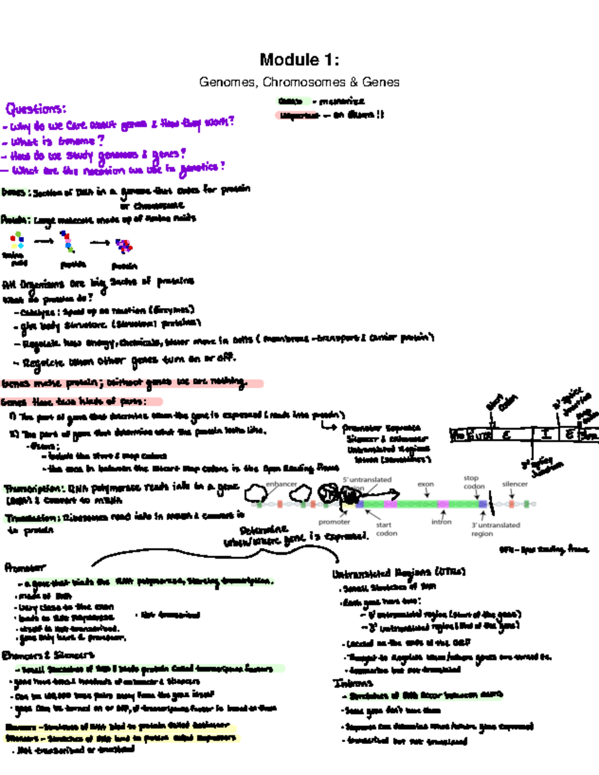 Module 8: Cancer, Mitosis, and Genetic Mutations Overview - Module 1 ...