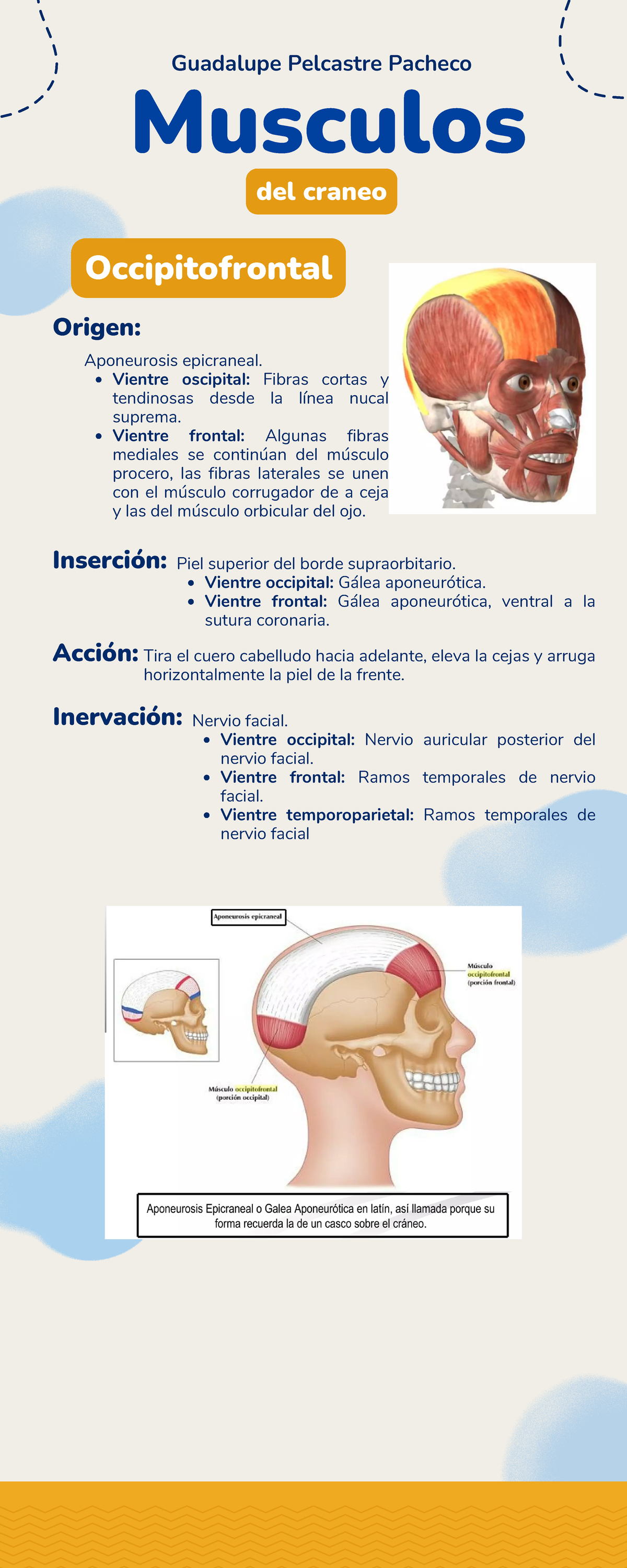Músculos del Cráneo y de la Cara - Anatomía y Funciones - Studocu