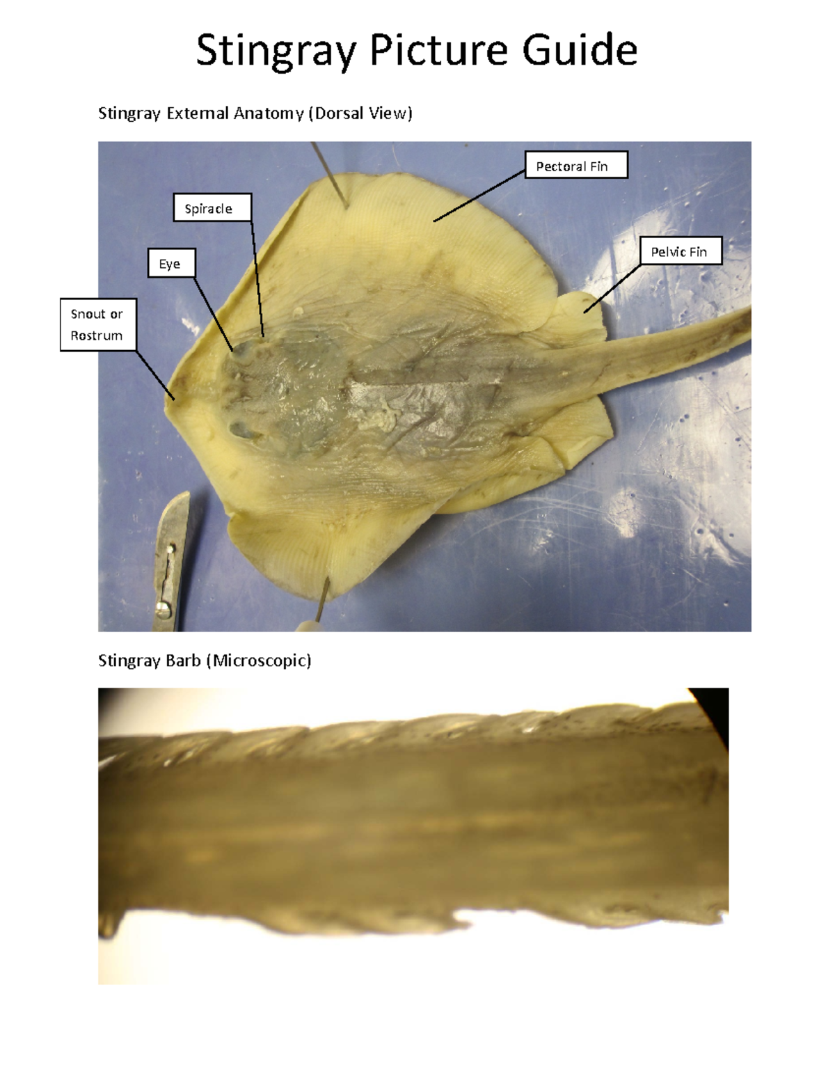 Daniella Sanchez Velazquez - HMB Stingray Anatomy - Stingray Picture ...
