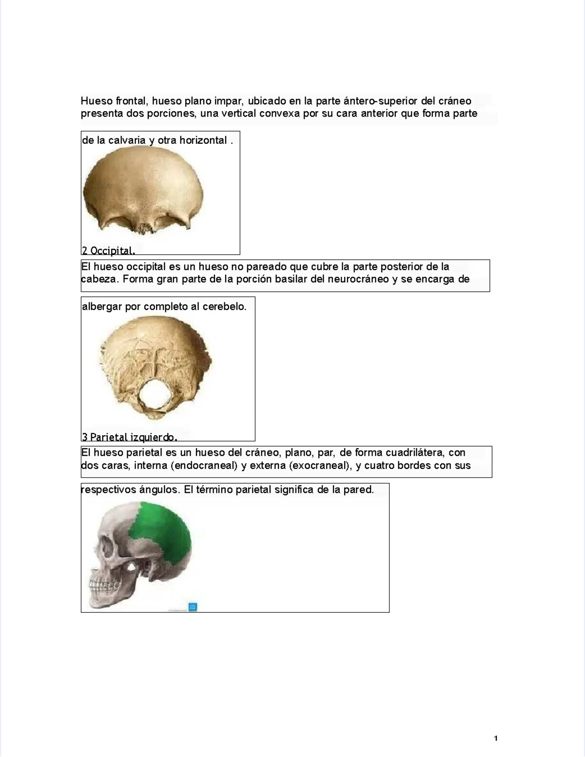 Lista de 206 huesos del cuerpo humano - Anatomía y Funciones - Studocu