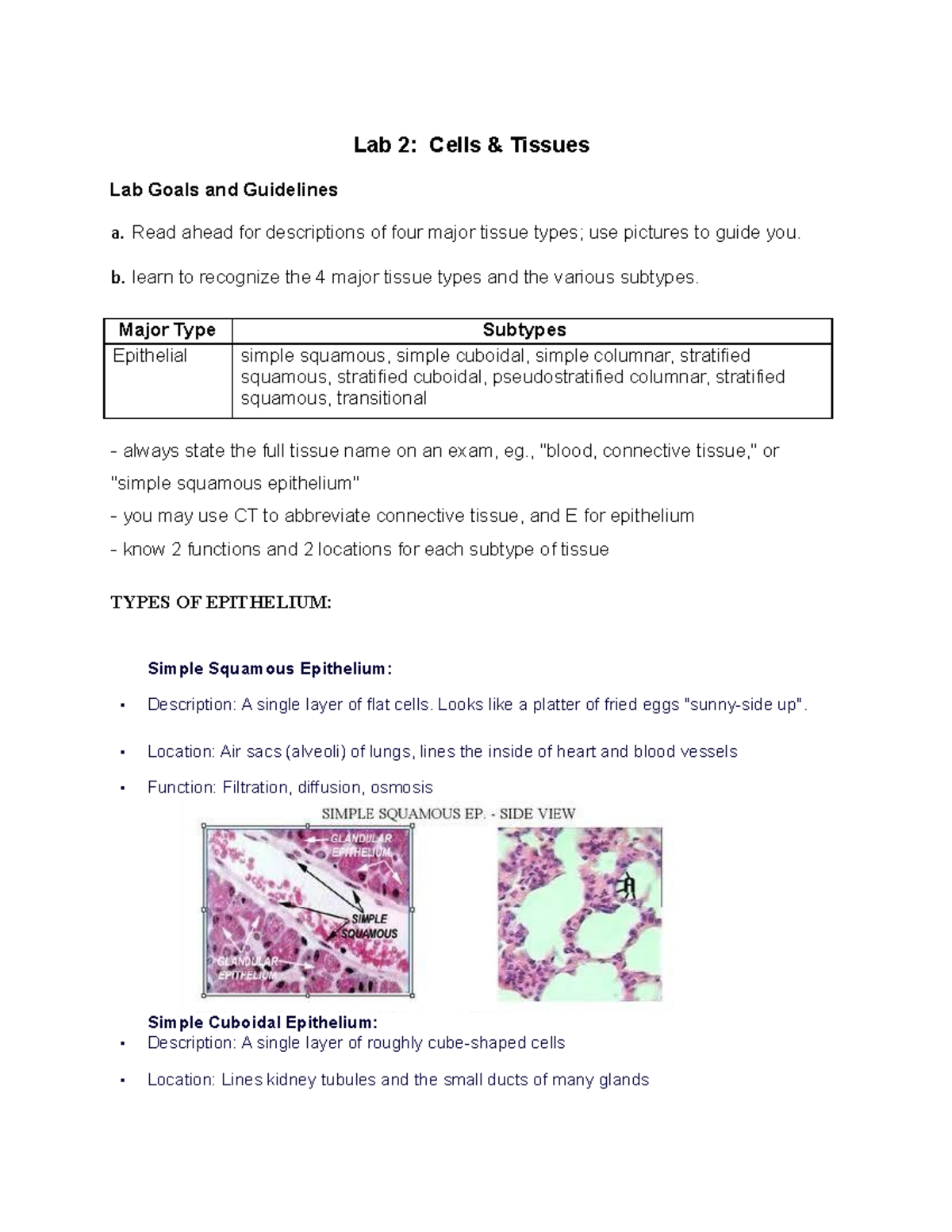 Activity 2: Overview of Cells & Tissues for BIOL101 - Studocu