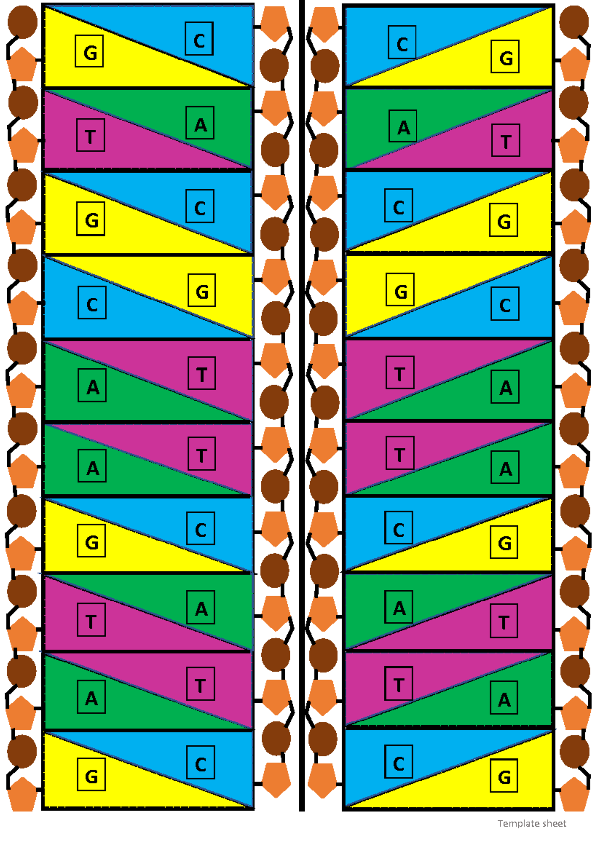 DNA- Origami - Build a DNA Model Puzzle - C C C Template sheet G C C G ...