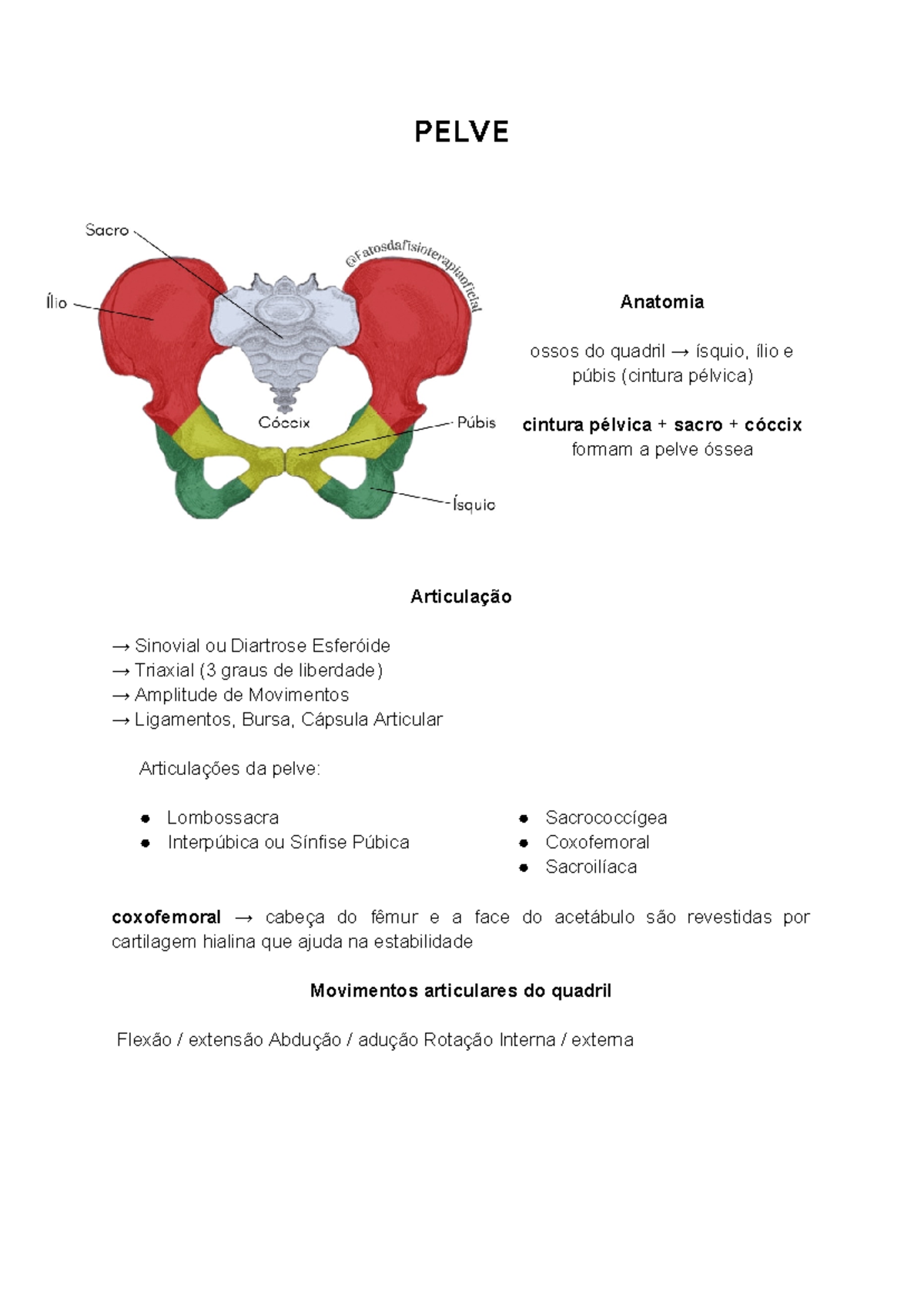 Anatomia da Pelve: Estruturas e Funções Musculares Essenciais - Studocu