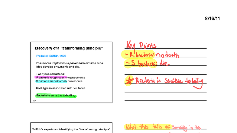 DNA Structure and Replication: Comprehensive Study Guide (BIO101) - Studocu