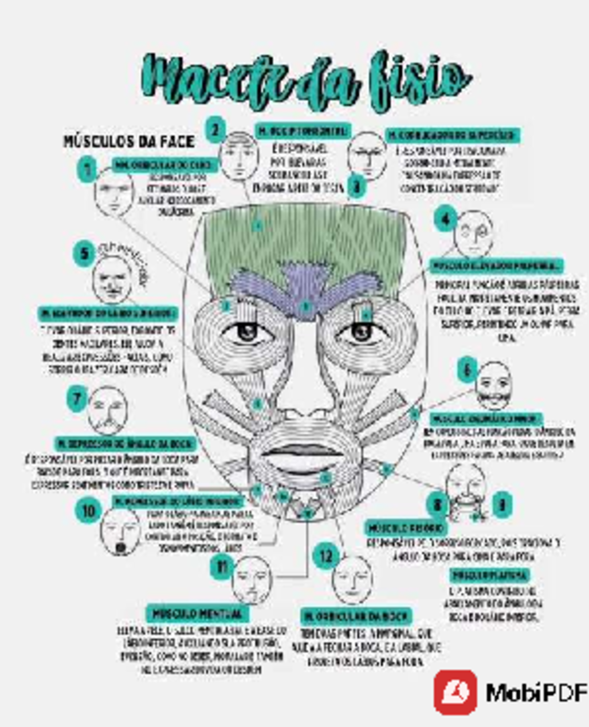 Fisiologia dos Músculos Faciais: M. Corrugator e Outros Músculos - Studocu