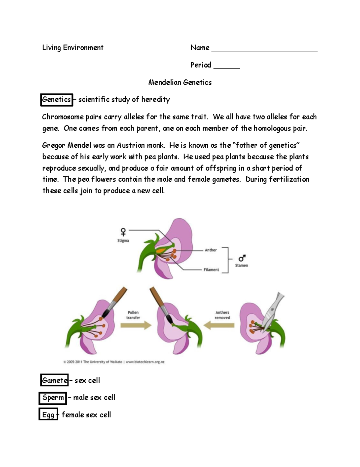 Genetics Unit Notes (Living Environment) - Mendelian Genetics Overview ...
