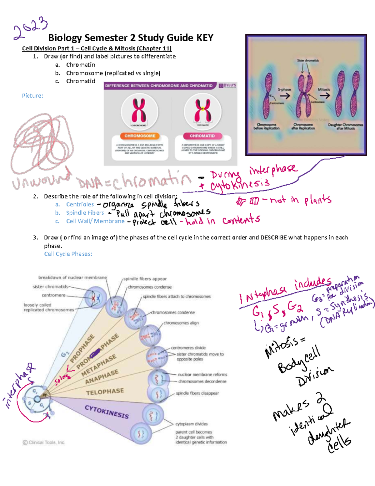 Biology 2nd Sem Study Guide KEY: Cell Division & Genetics (Chapters 11 ...