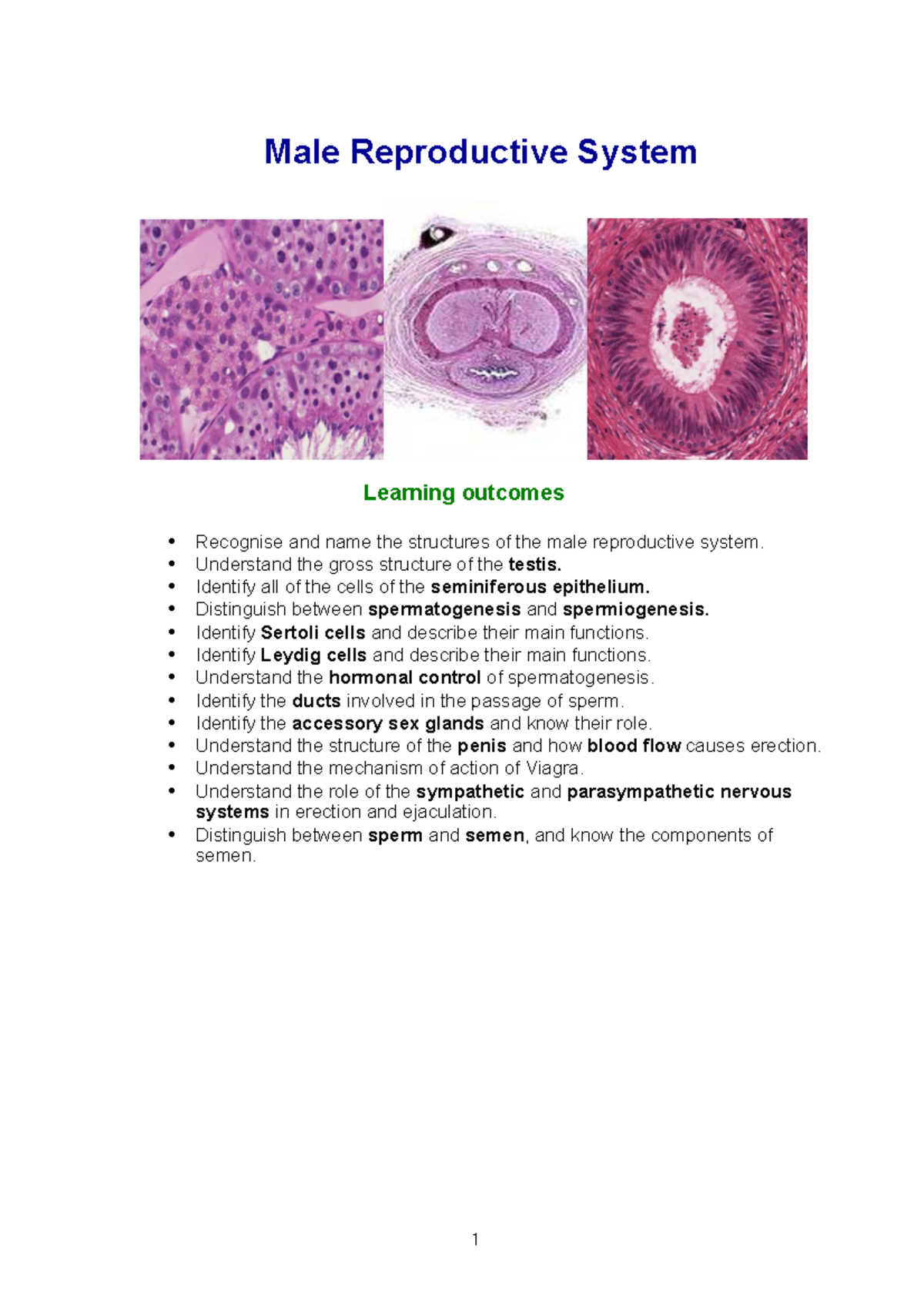 Male Reproductive System: Anatomy, Functions, and Hormonal Control ...