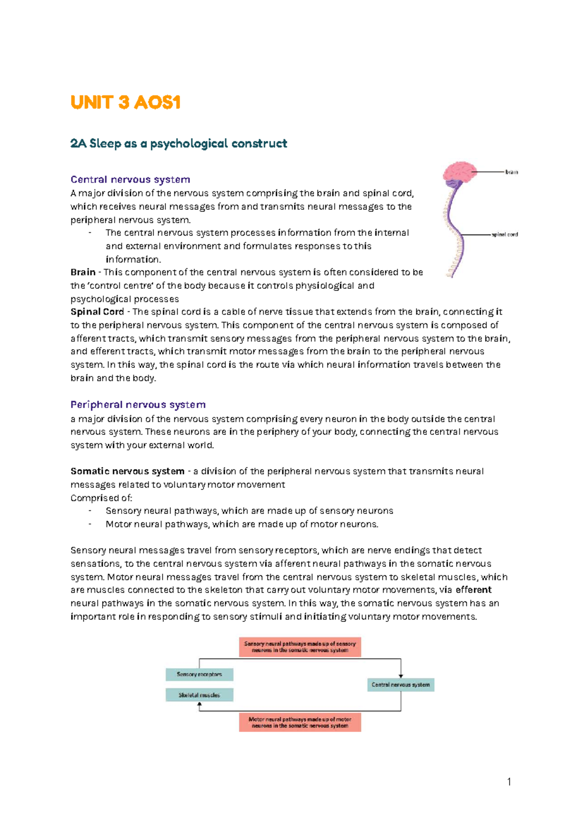 Psychology Notes: UNIT 3 AOS1 2A - Sleep & Nervous System Functions ...