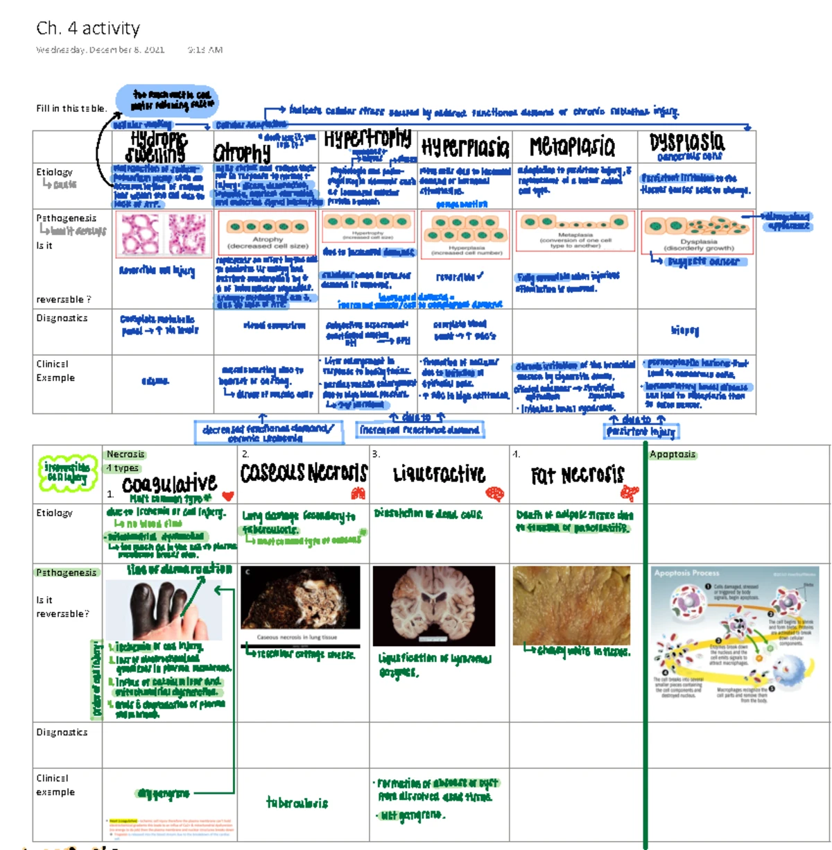 Pathophysiology Paper Format Guidelines (PTH 101) - Studocu