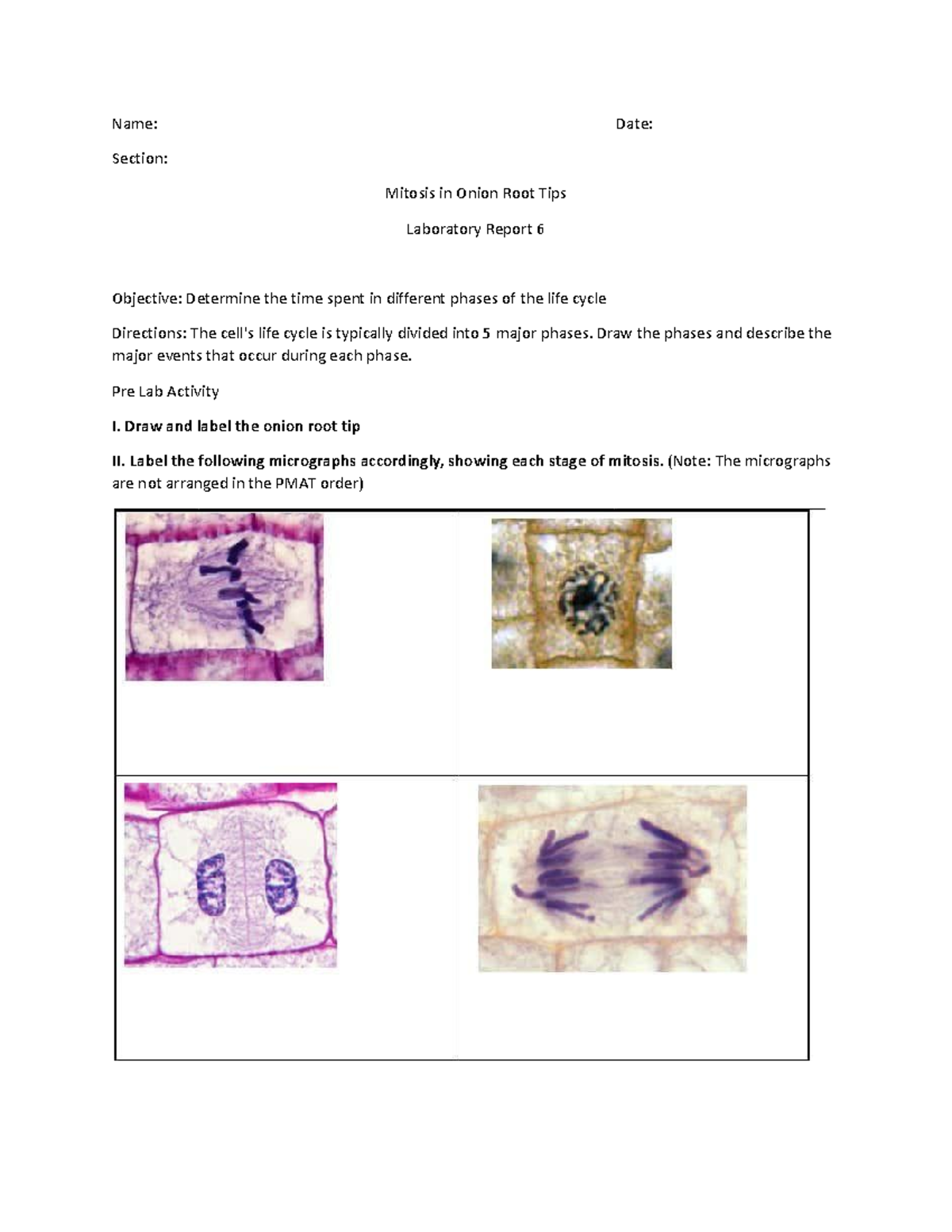 Lab Report 6: Mitosis Analysis in Onion Root Tips (Biology 101) - Studocu