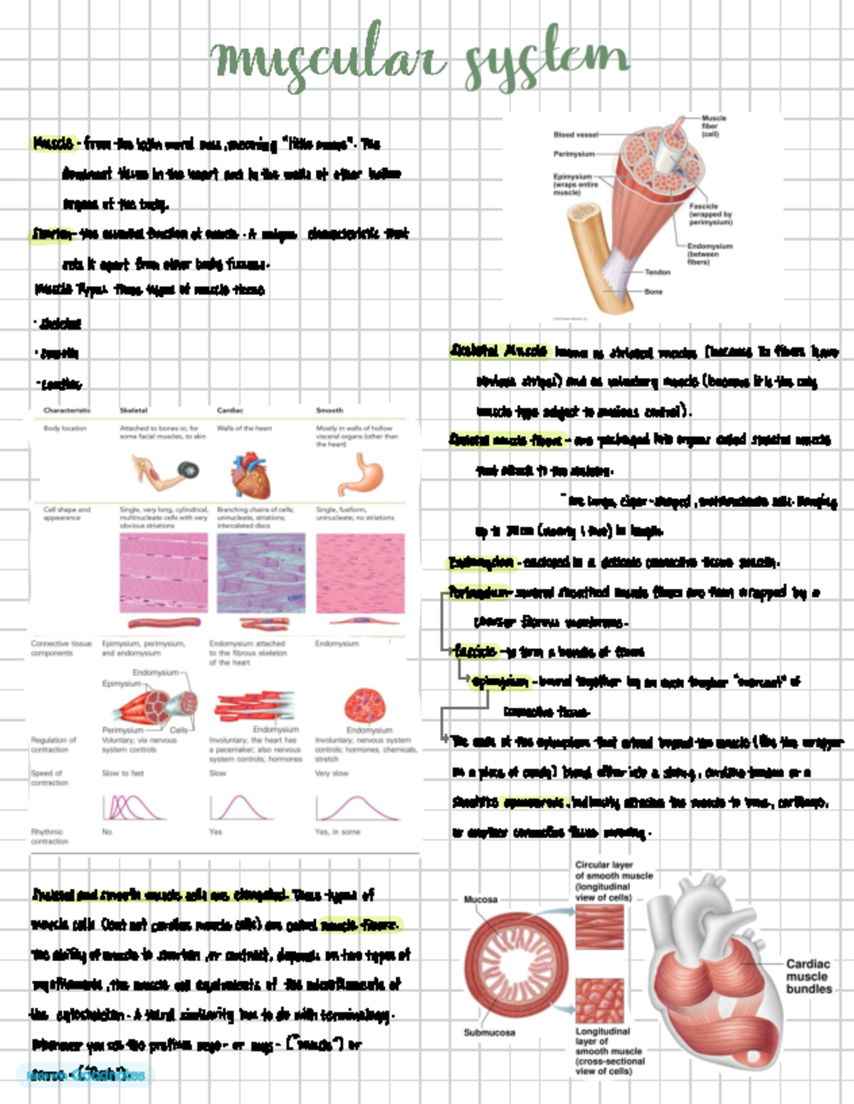 Anaphy - chapter 6 notes - Muscle - from the latin word mus , meaning ...