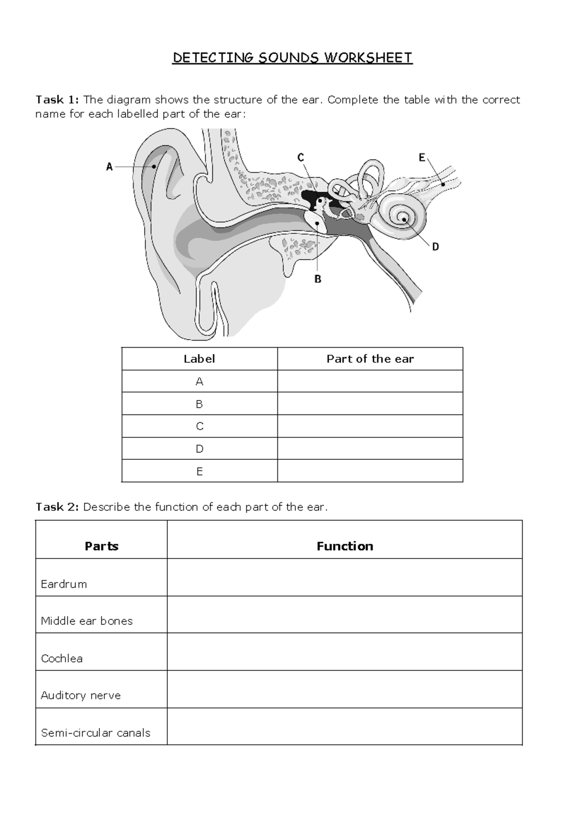 Detecting Sounds Worksheet: Understanding Ear Structure & Hearing ...