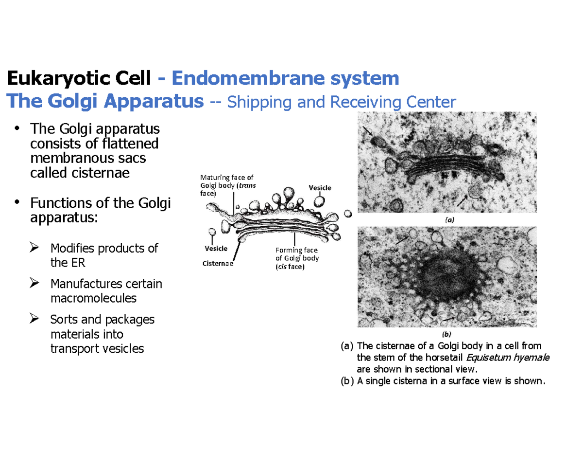 Lecture 2c: Eukaryotic Cell Endomembrane System and Golgi Apparatus ...