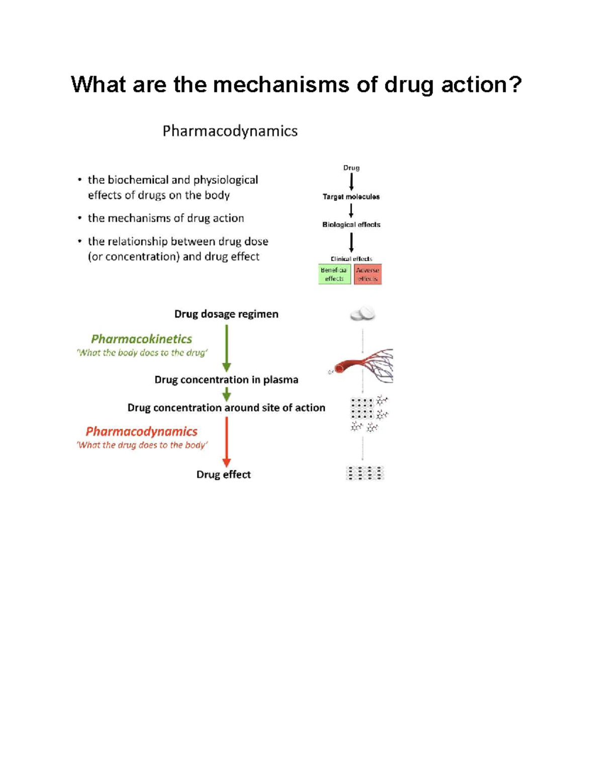Mechanisms of Drug Action: A Comprehensive Overview (PHAR 101) - Studocu