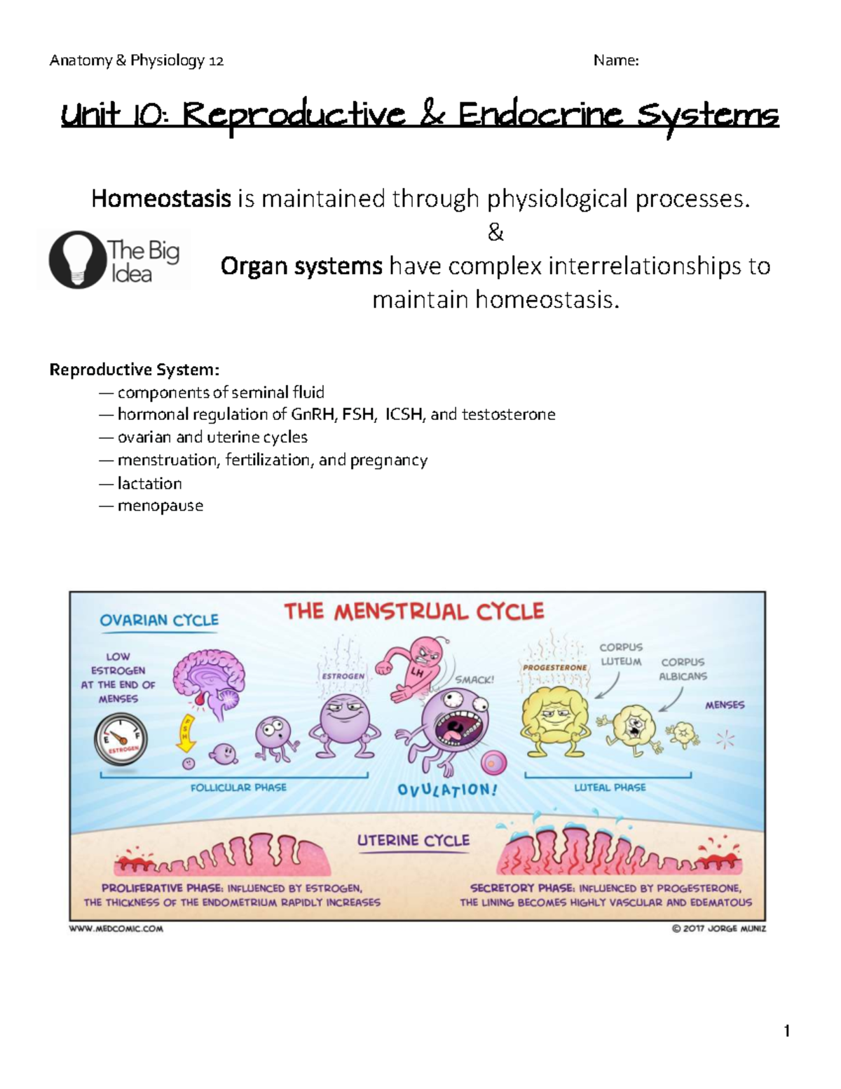 Anatomy Physiology 12: Unit 10 - Reproductive Endocrine Systems Notes ...