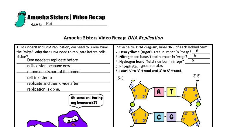 Kami Export - DNA Replication Video Recap by Amoeba Sisters - Studocu