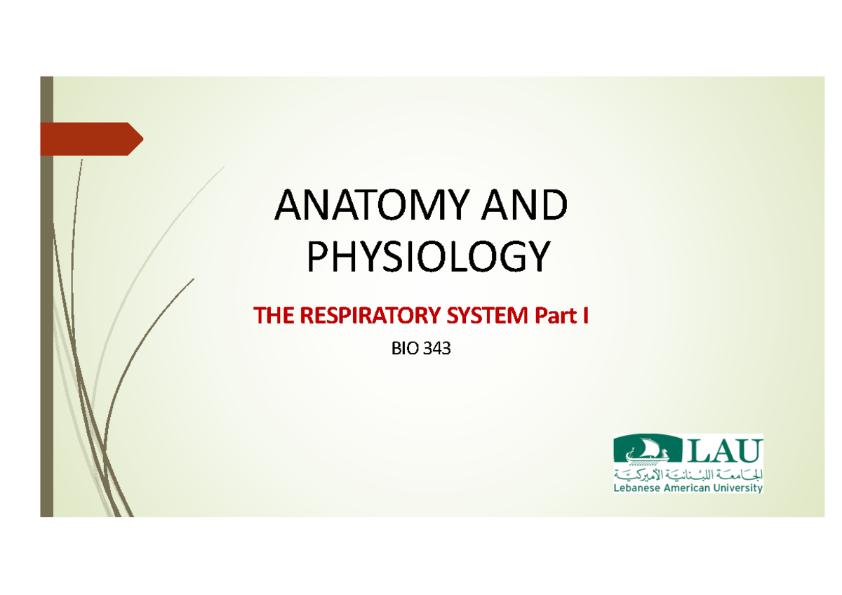 BIO 343 Chapter 11: Anatomy & Physiology of the Respiratory System ...