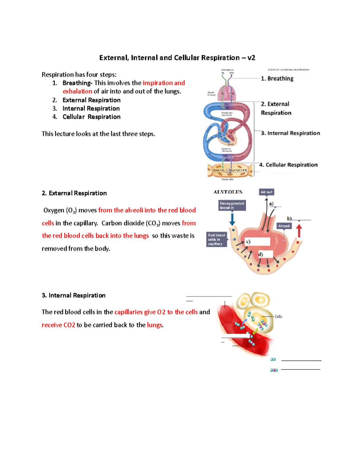 External & Internal Respiration - Cellular Resp. Lecture Notes - Studocu