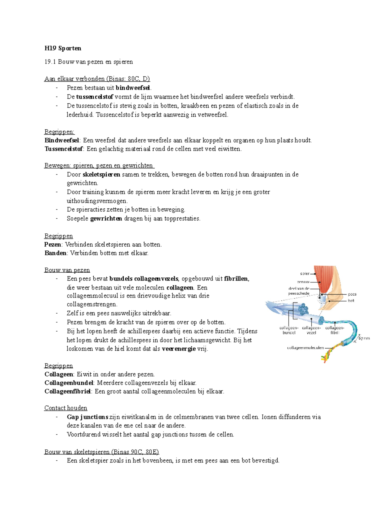 Biologiesamenvatting H19: Bouw van Pezen en Spieren - Studeersnel