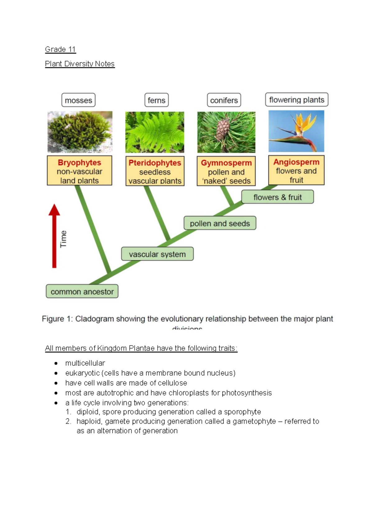 Grade 11 Plant Diversity Notes: Key Concepts and Characteristics - Studocu