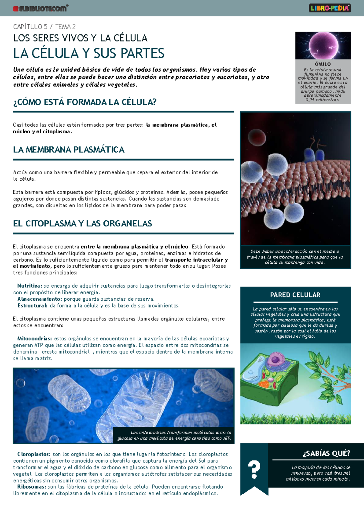 CAPÍTULO 5 TEMA 2: LOS SERES VIVOS Y LA CÉLULA - BIO 5.5.2 - Studocu