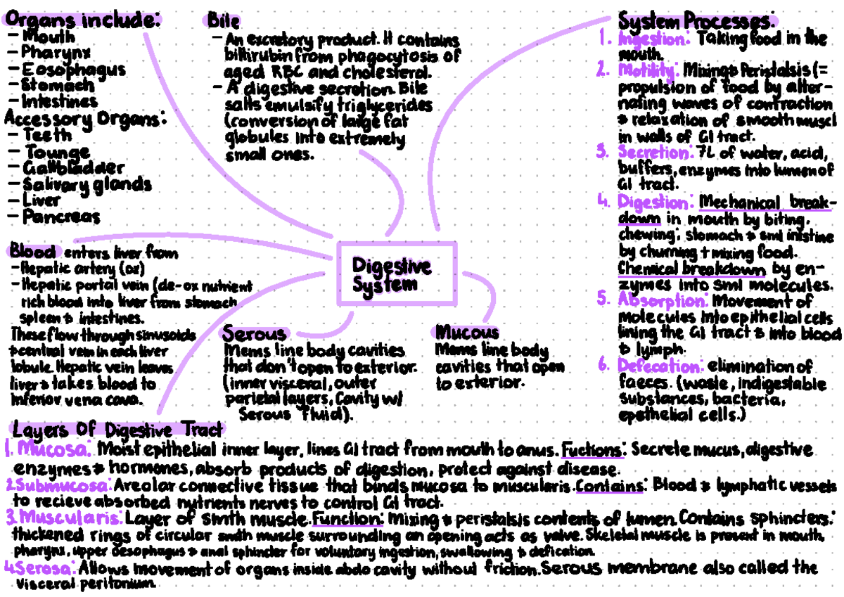 NUR 101: Mind Maps - Digestive System Processes and Functions - Studocu