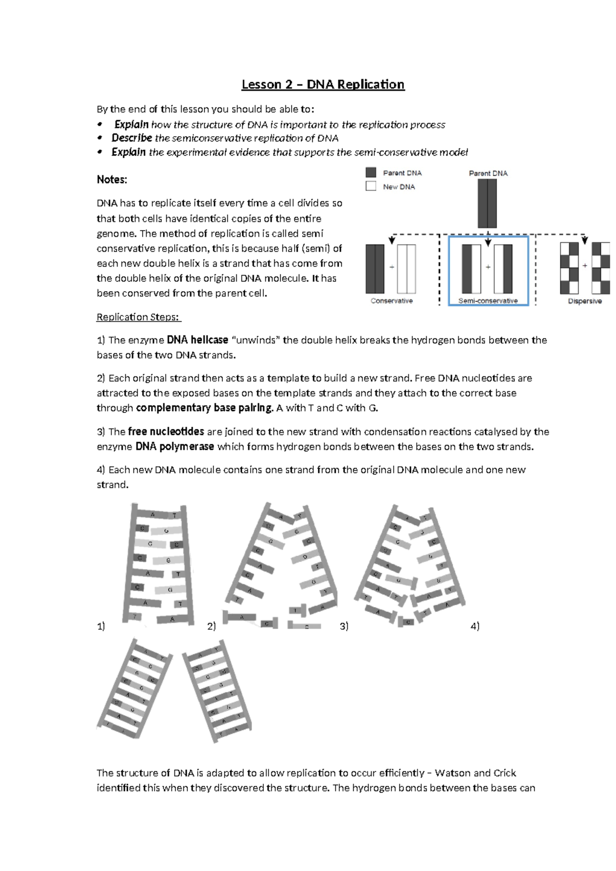 Lesson 2- DNA replication - Lesson 2 – DNA Replication By the end of ...