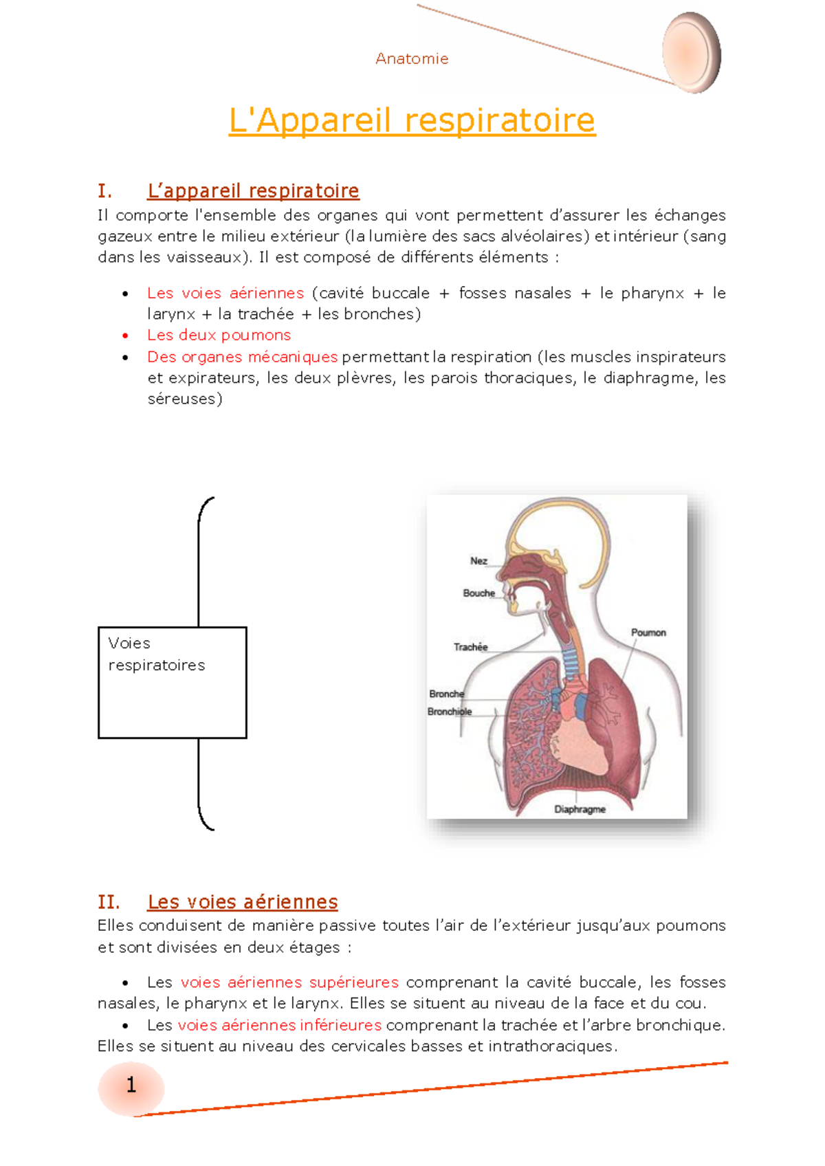 Anatomie Respiratoire I & II : Éléments et Fonctions du Système ...
