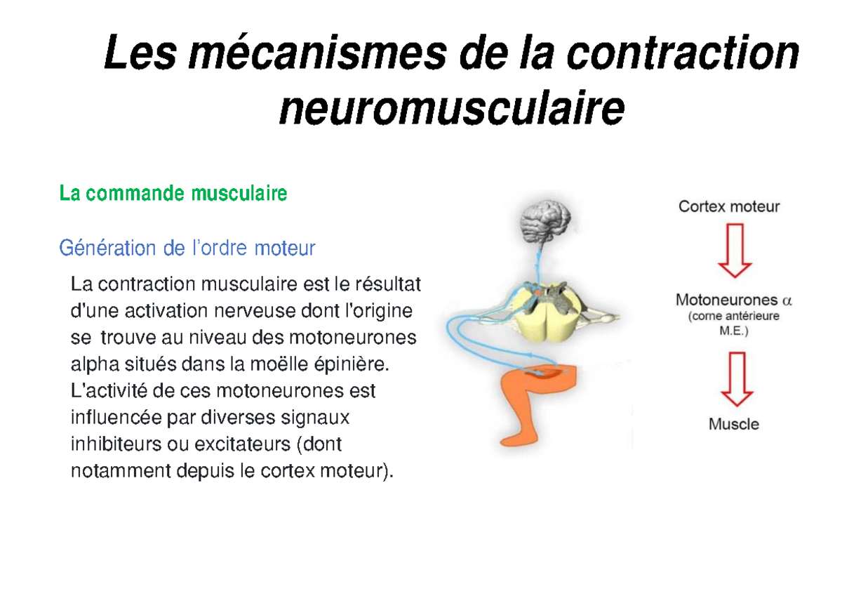 3- Physiologie de la jonction neuromusculaire - Les mécanismes de la ...