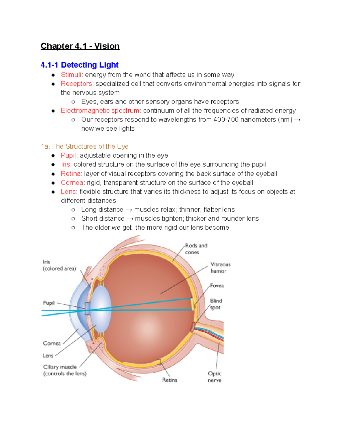 Psychology Module 4.1 Notes - Chapter 4 - Vision 4-1 Detecting Light ...