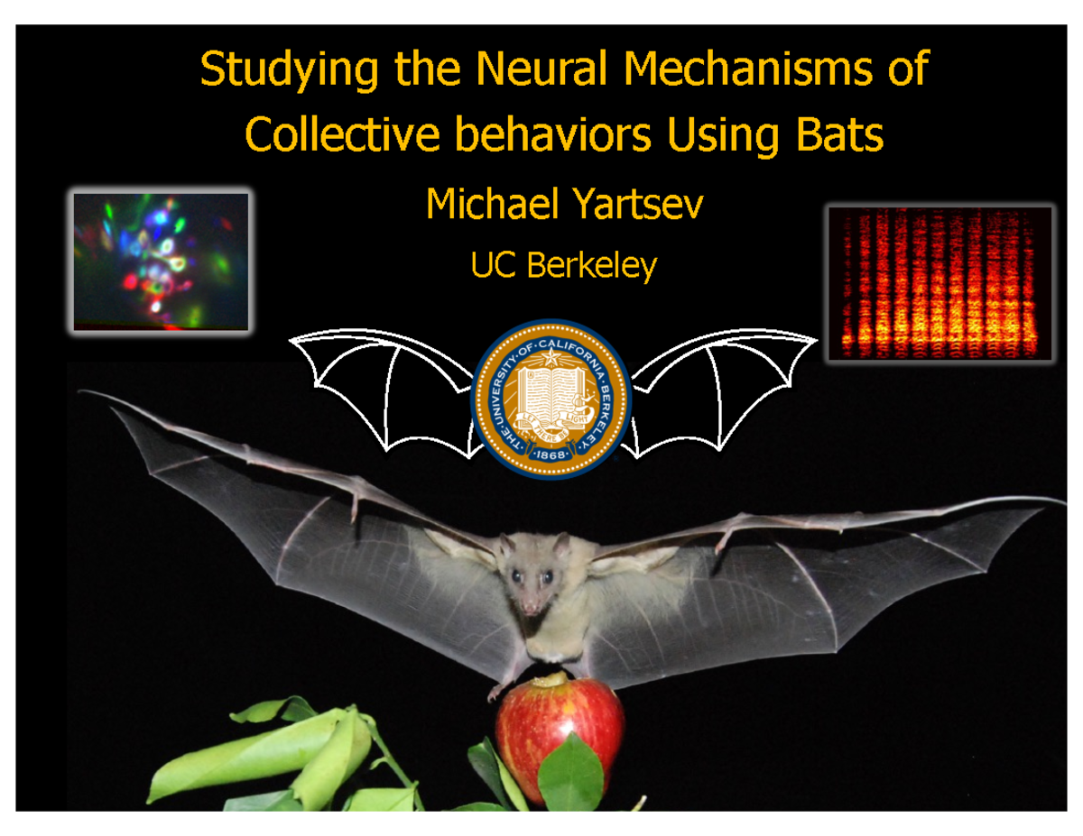 Neural Mechanisms of Collective Spatial Behavior in Bats: An Overview ...