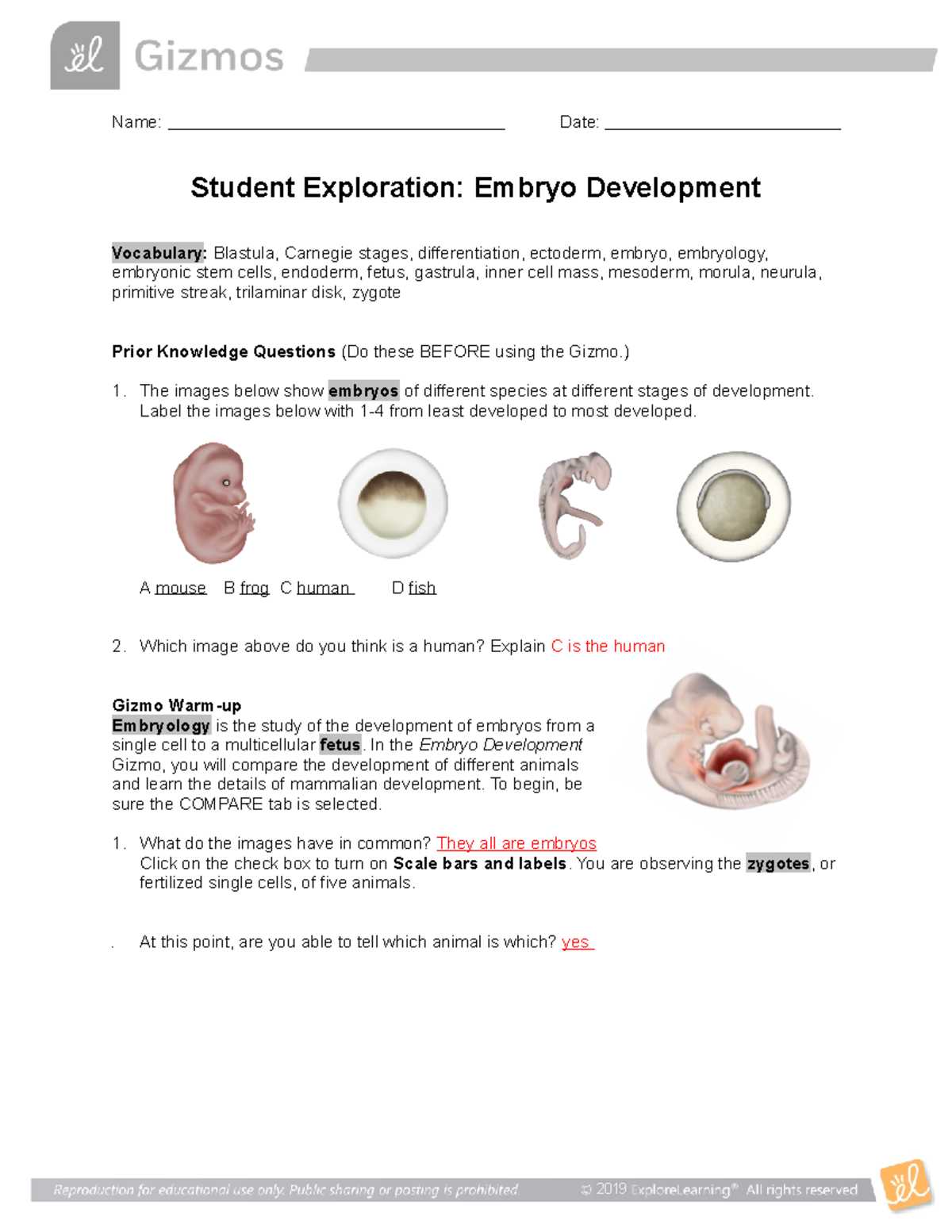 Embryo Development SE: A Guide to Comparative Embryology Insights - Studocu