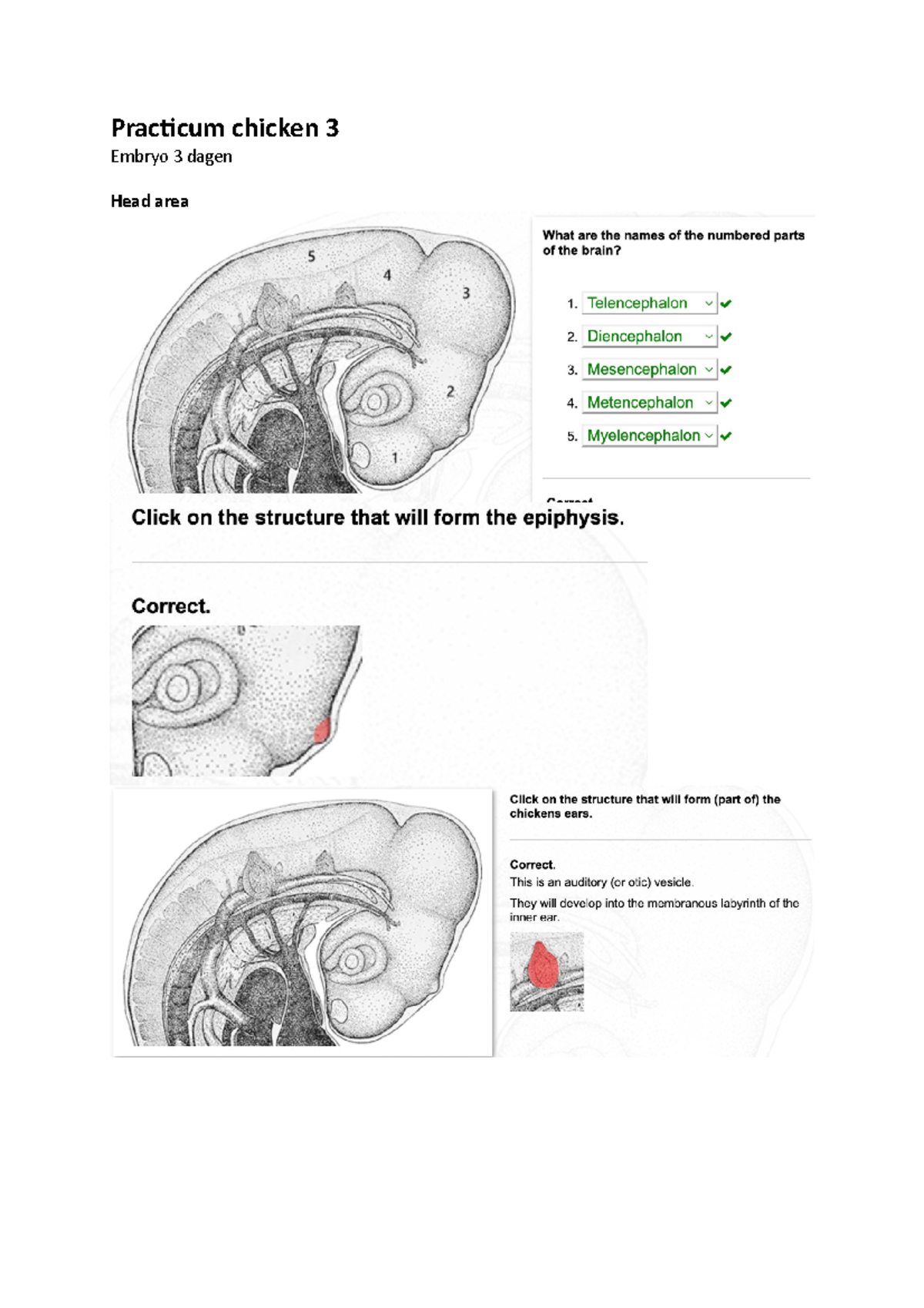 Practicum KIP 3: Chicken Embryo Development Analysis - Studeersnel